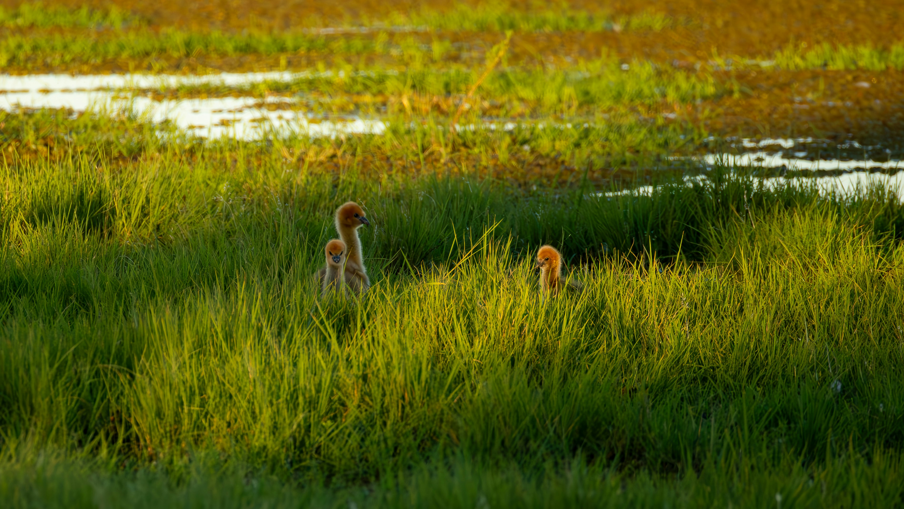 Dawn Aflame: Two Ducklings Amid Marsh Grass