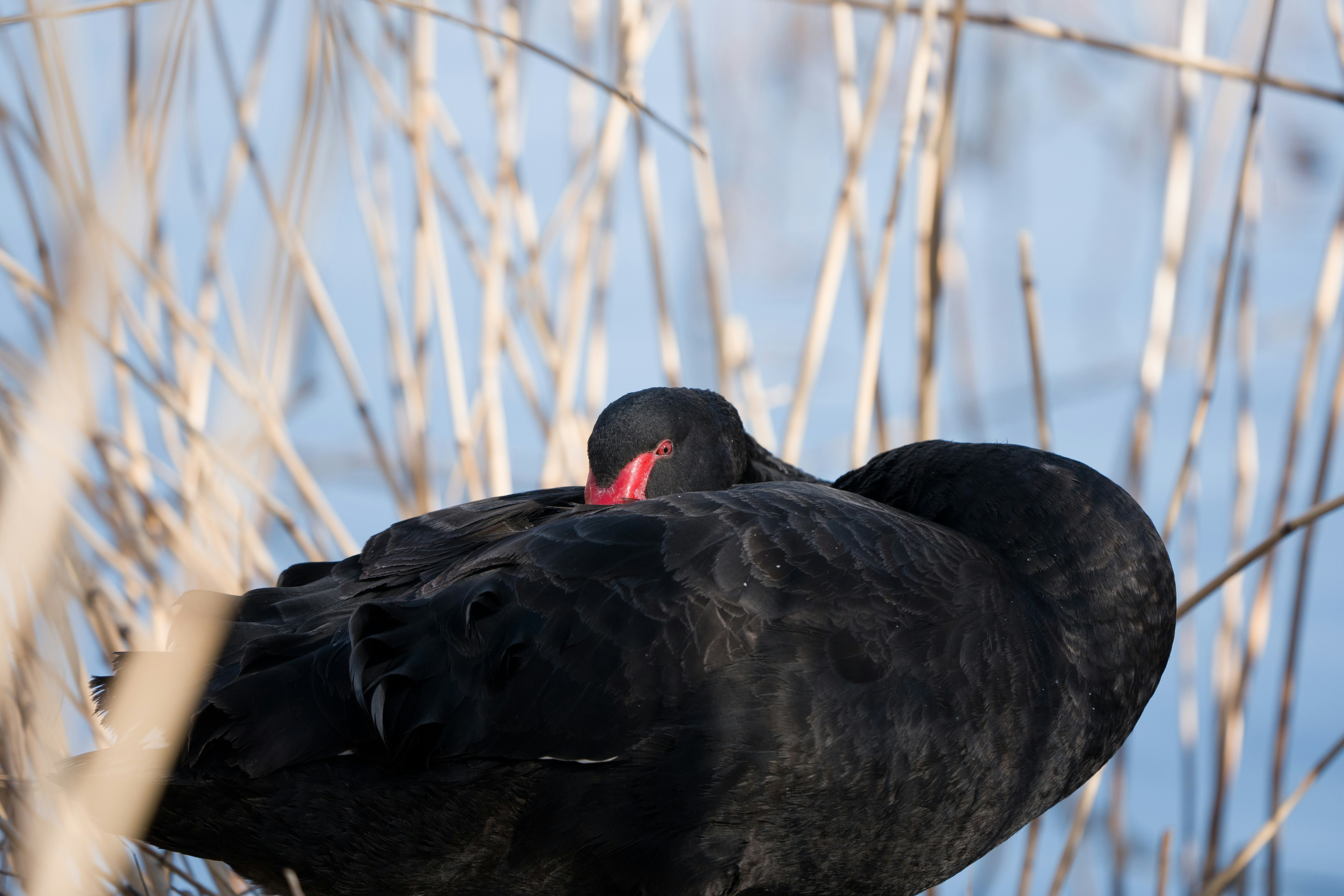 Cradled in Reeds: A Black Swan Resting in Shoreline Quiet