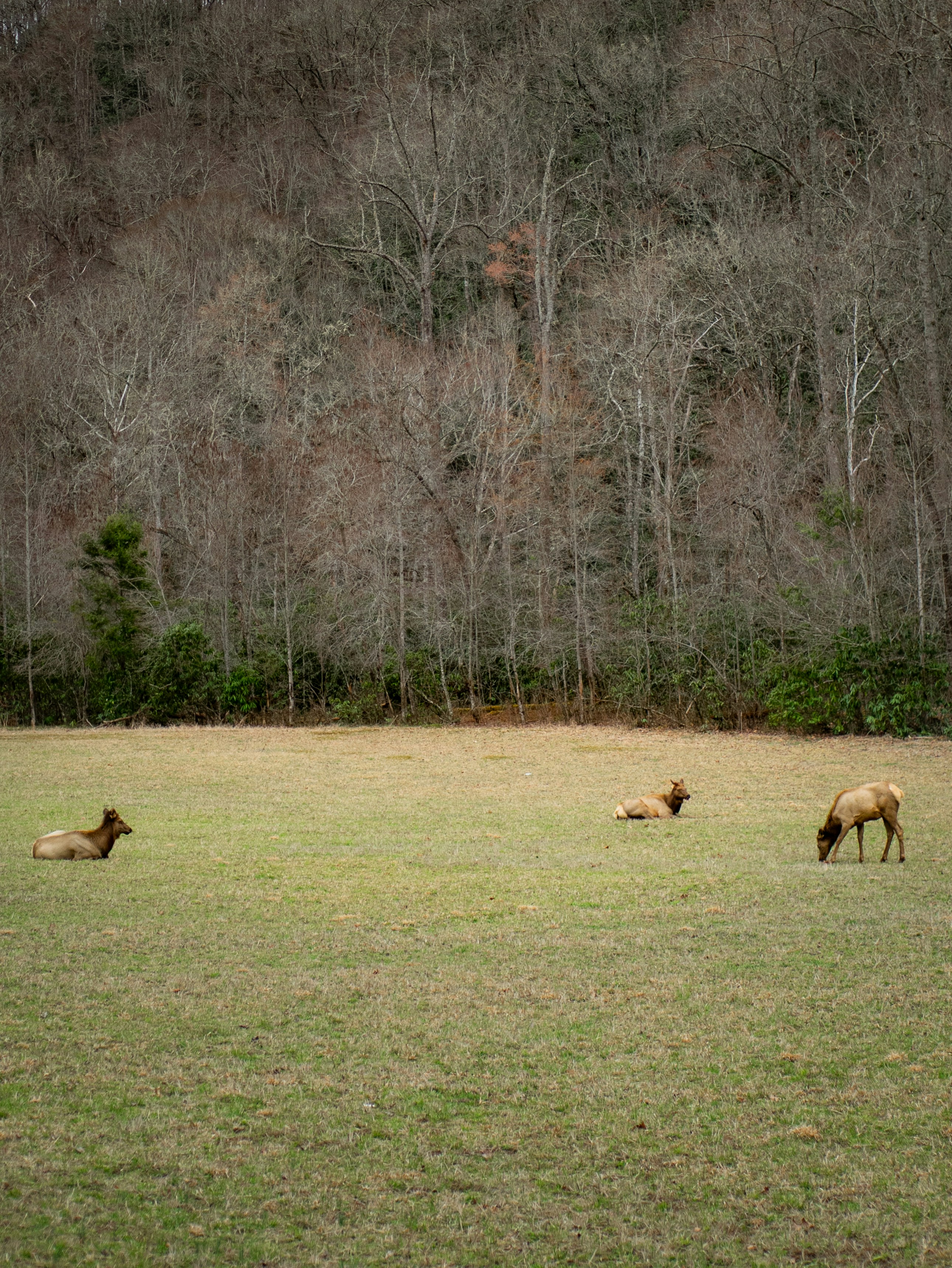 Pasture Trio: Elk Silhouettes Beneath Winter Trees