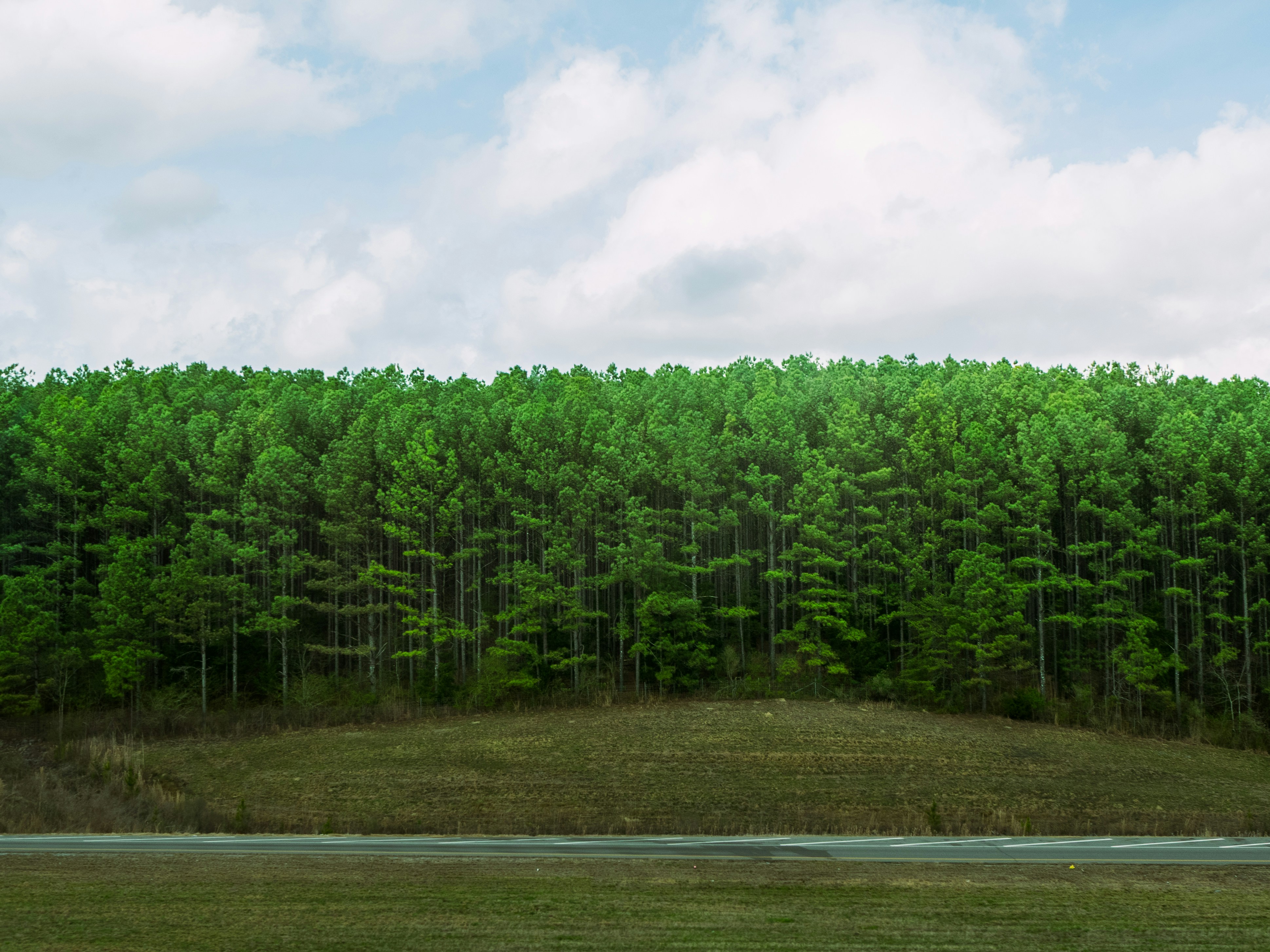 Green Ridge Horizon: A Quiet Tree-Line Beneath a Wide Sky