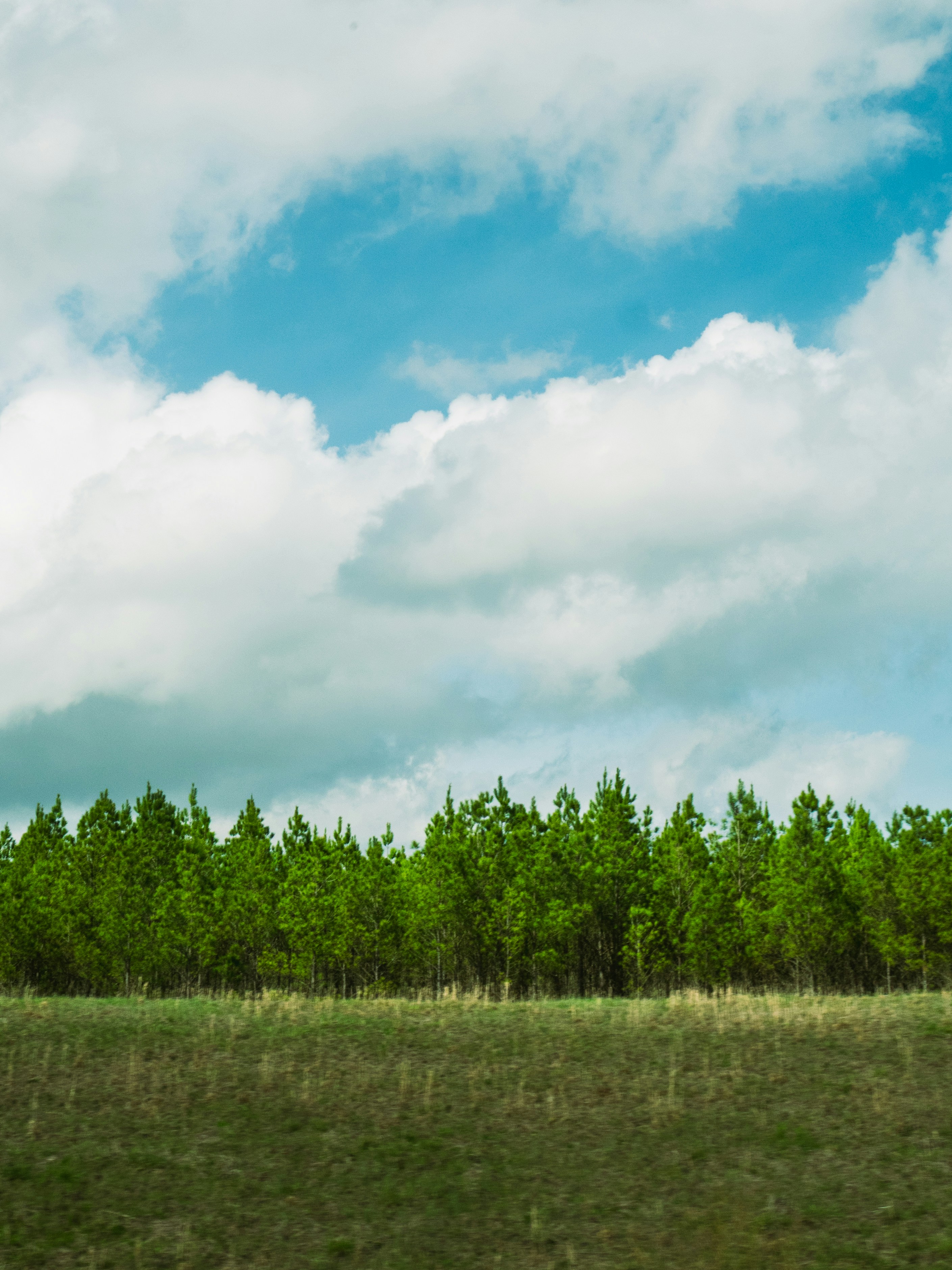 Line of Pines Under a Spacious Sky