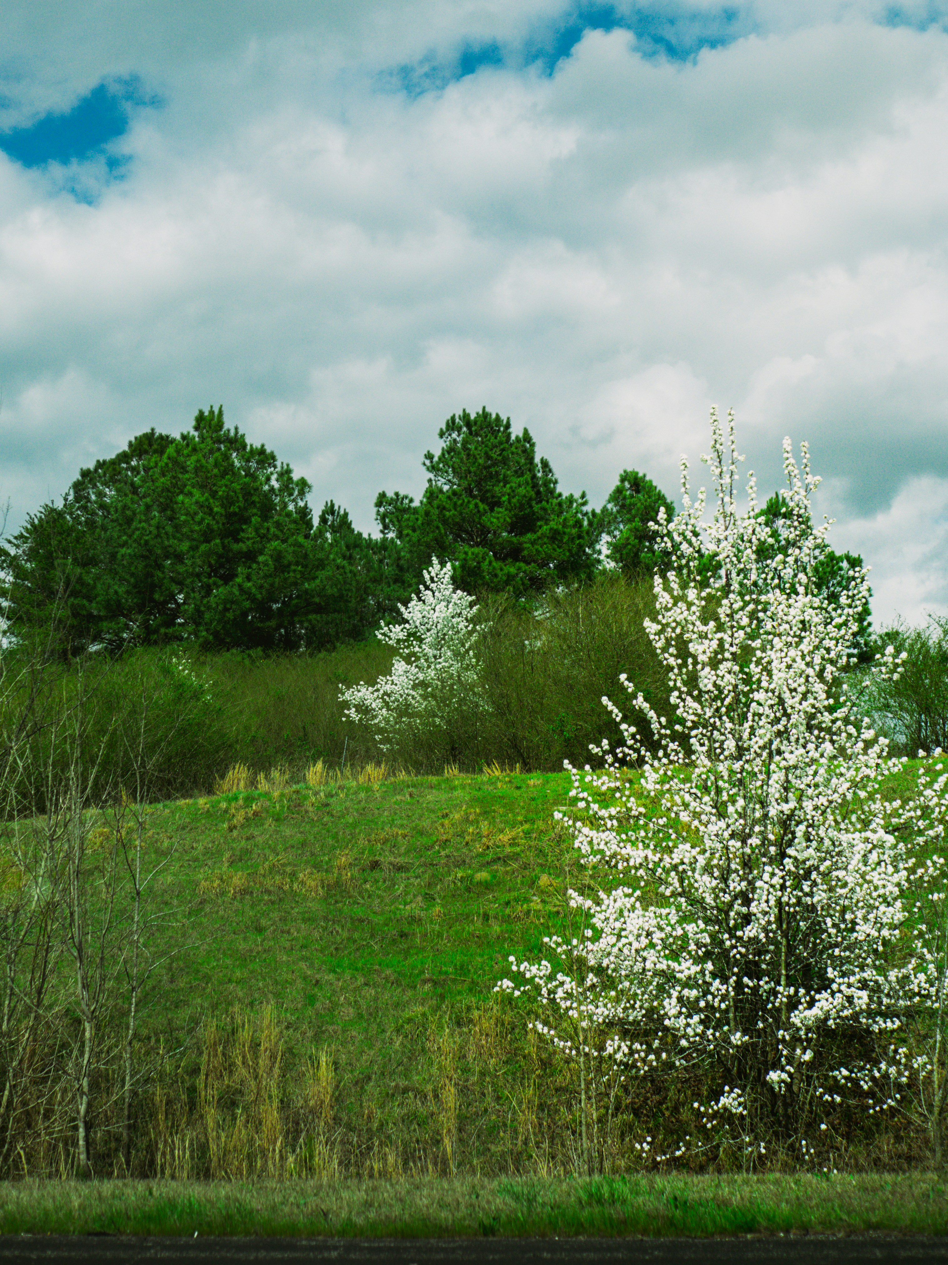 Blossoming White-Flowered Tree by a Gentle Hill