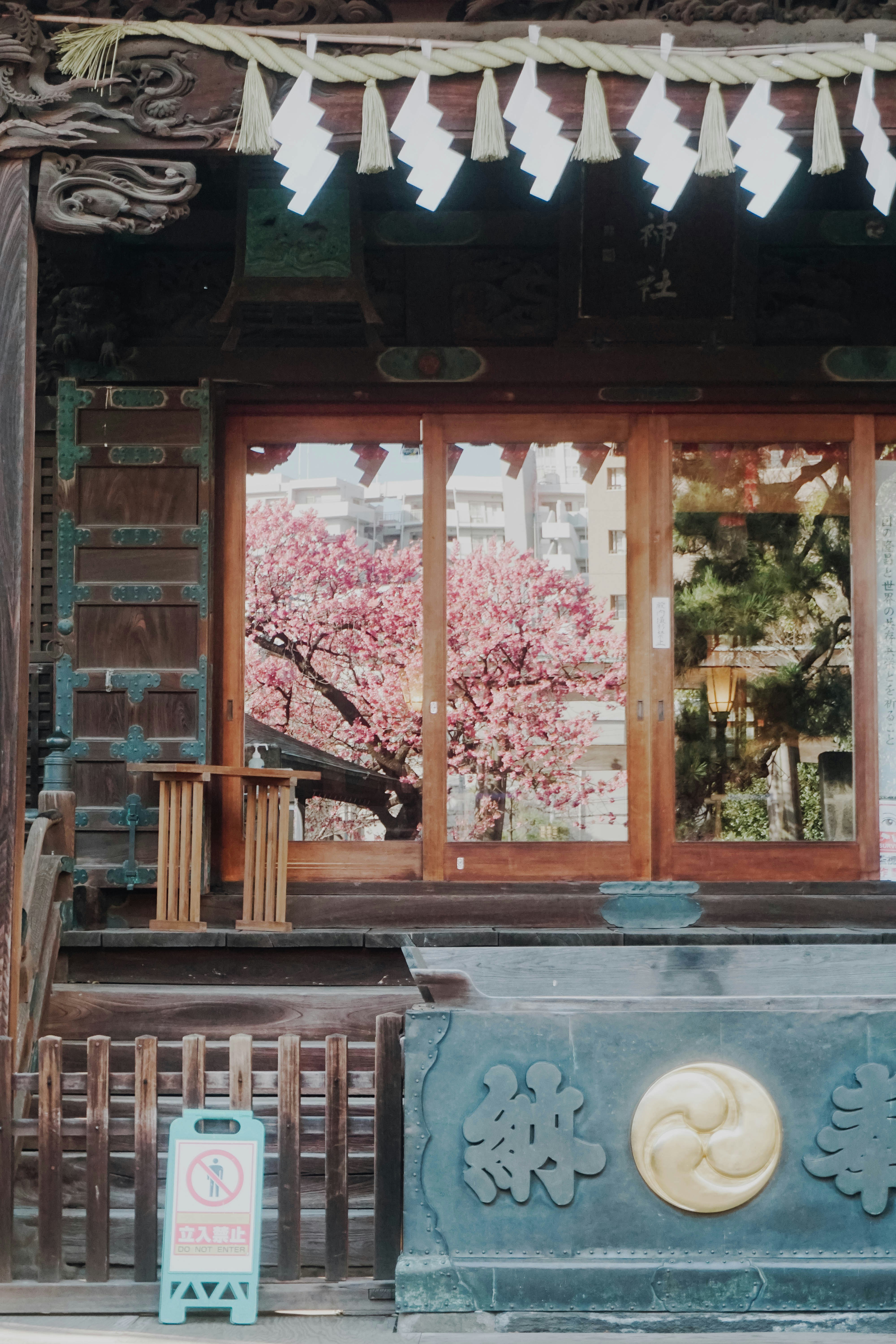 Cherry Blossom View Through a Shrine Doorway