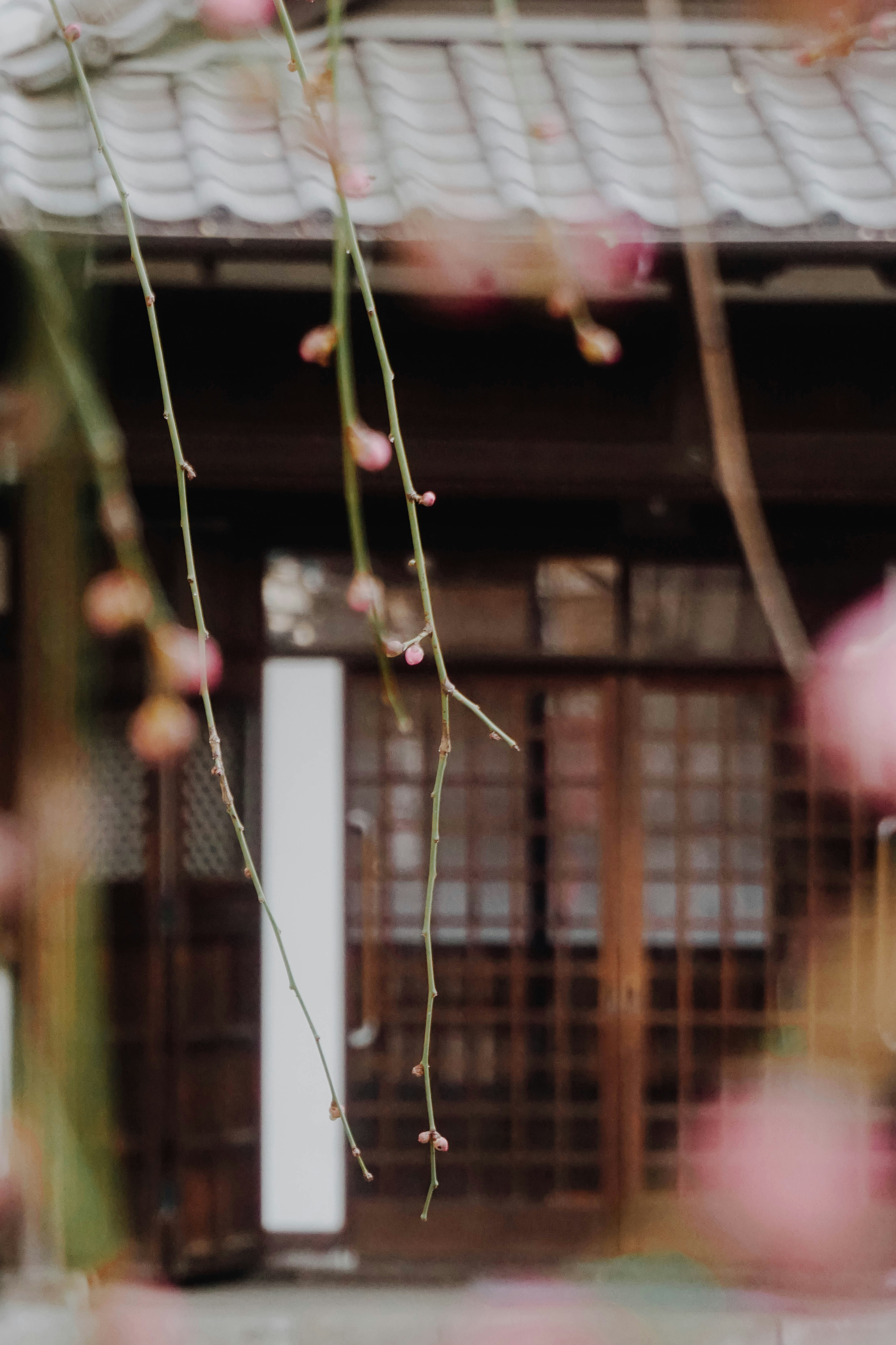 Weeping Blossoms at the Threshold