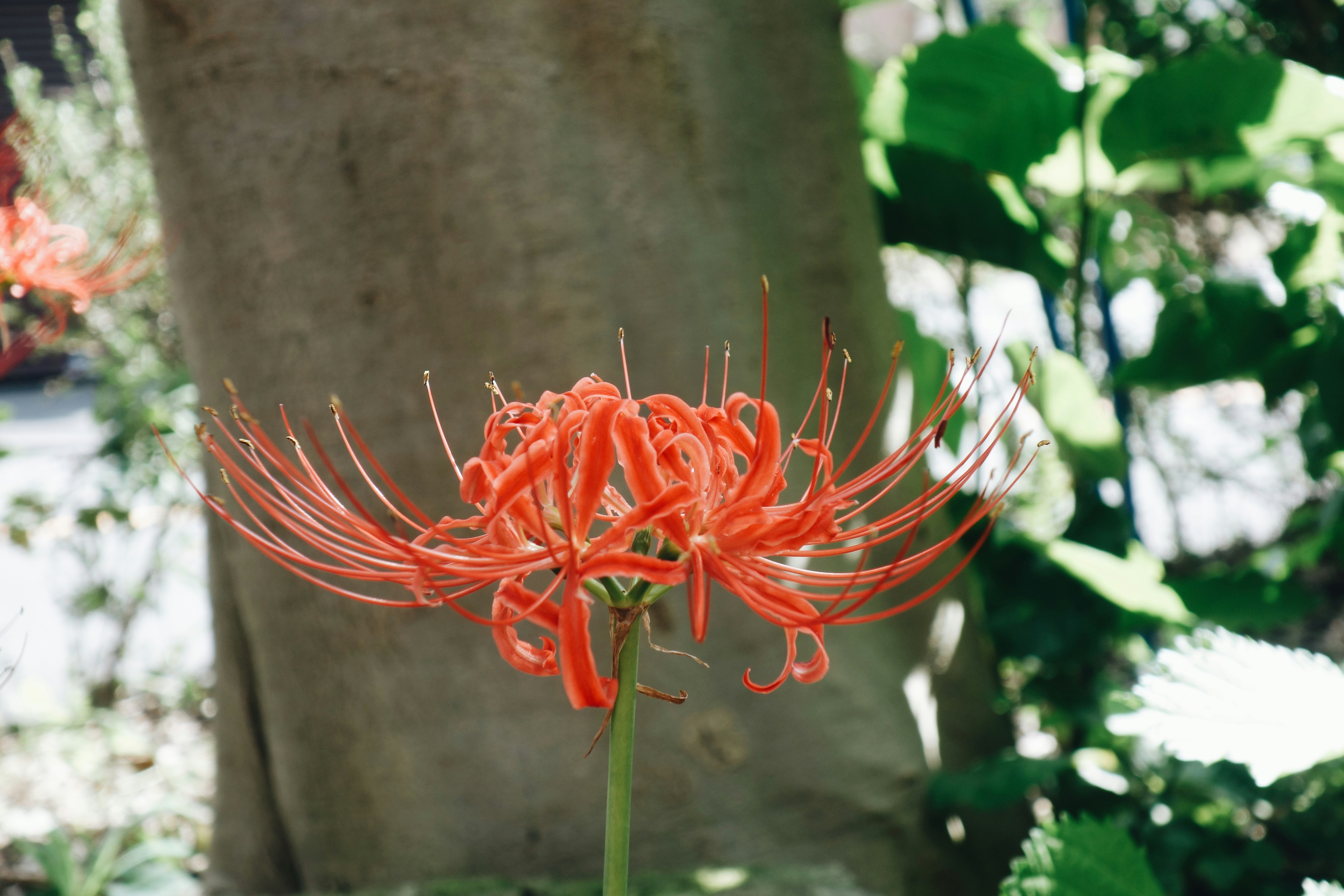 Crimson Spider Lily Reaching Against a Silent Trunk