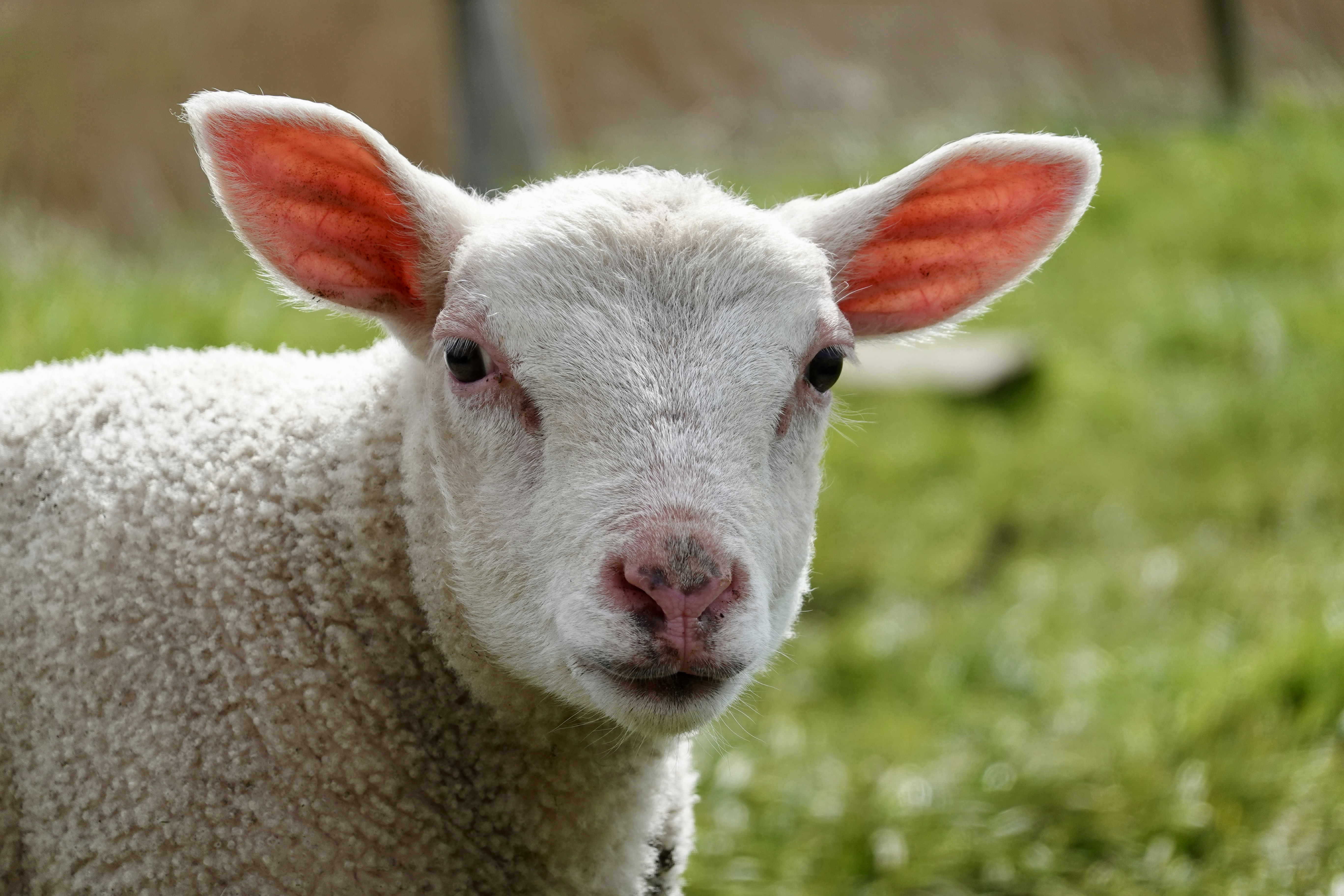 Close-Up of a Curious Lamb in Sunlit Pasture