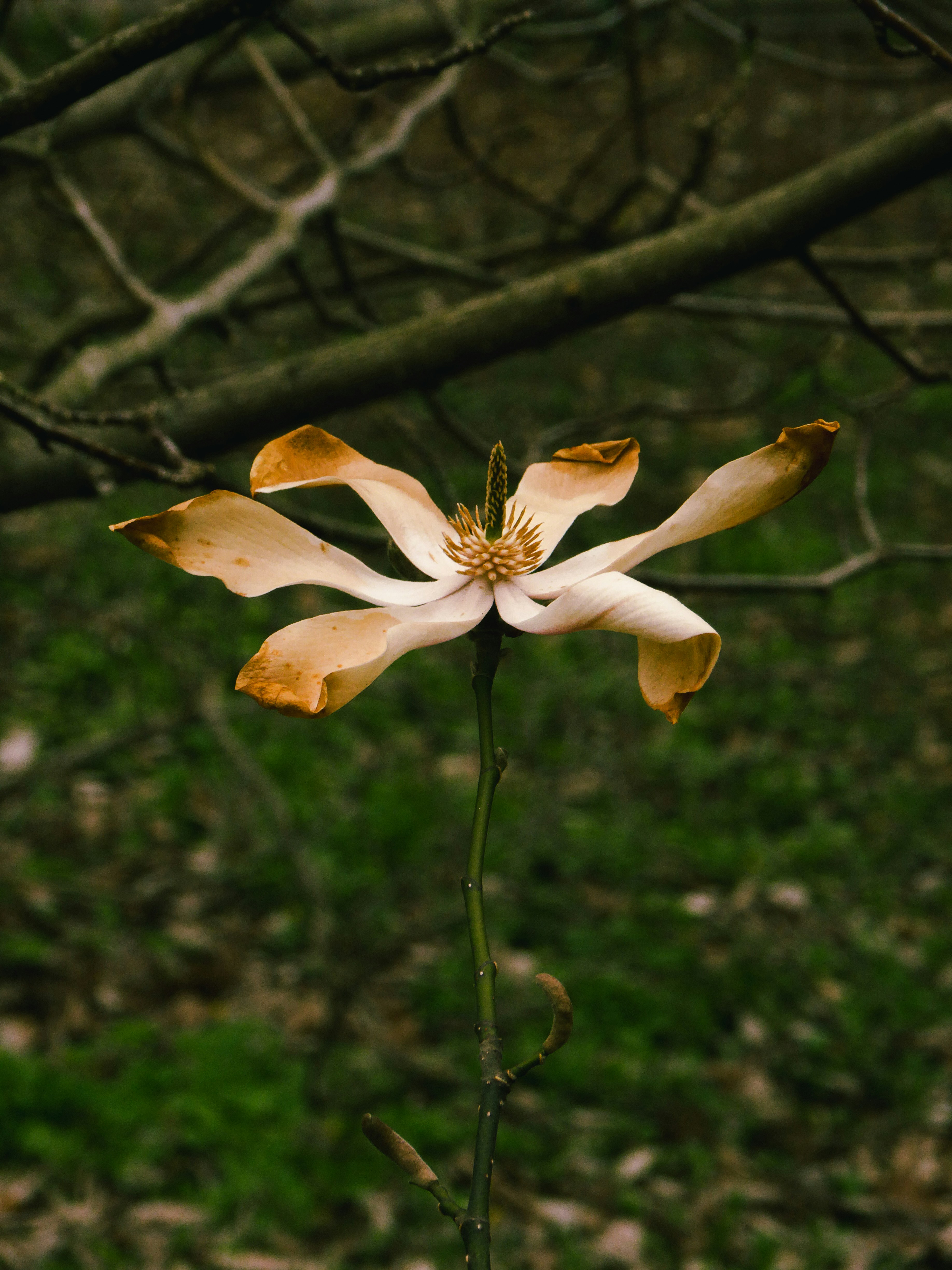 Desert Rose in Forest Light