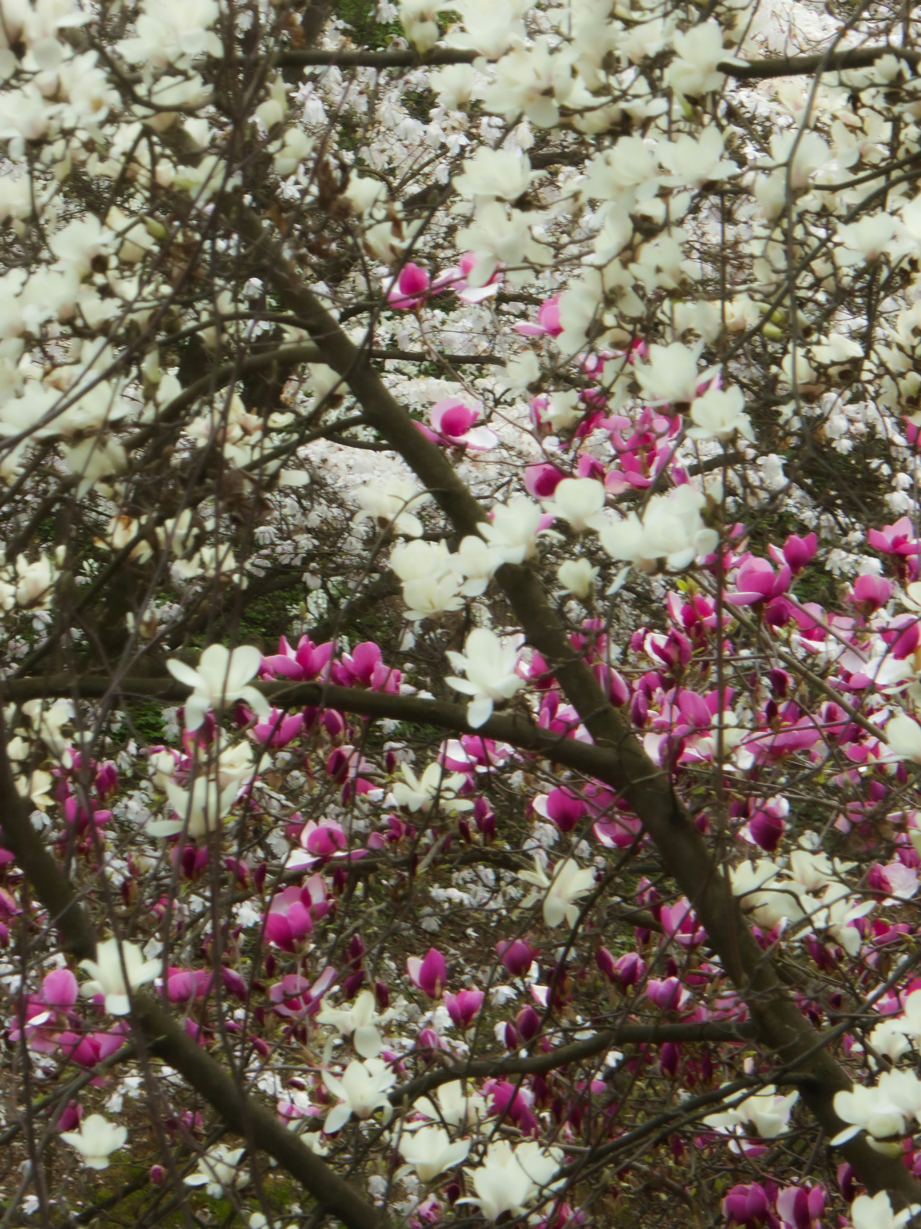 Blossoms in Bloom: White and Magenta Threads Across Dark Branches