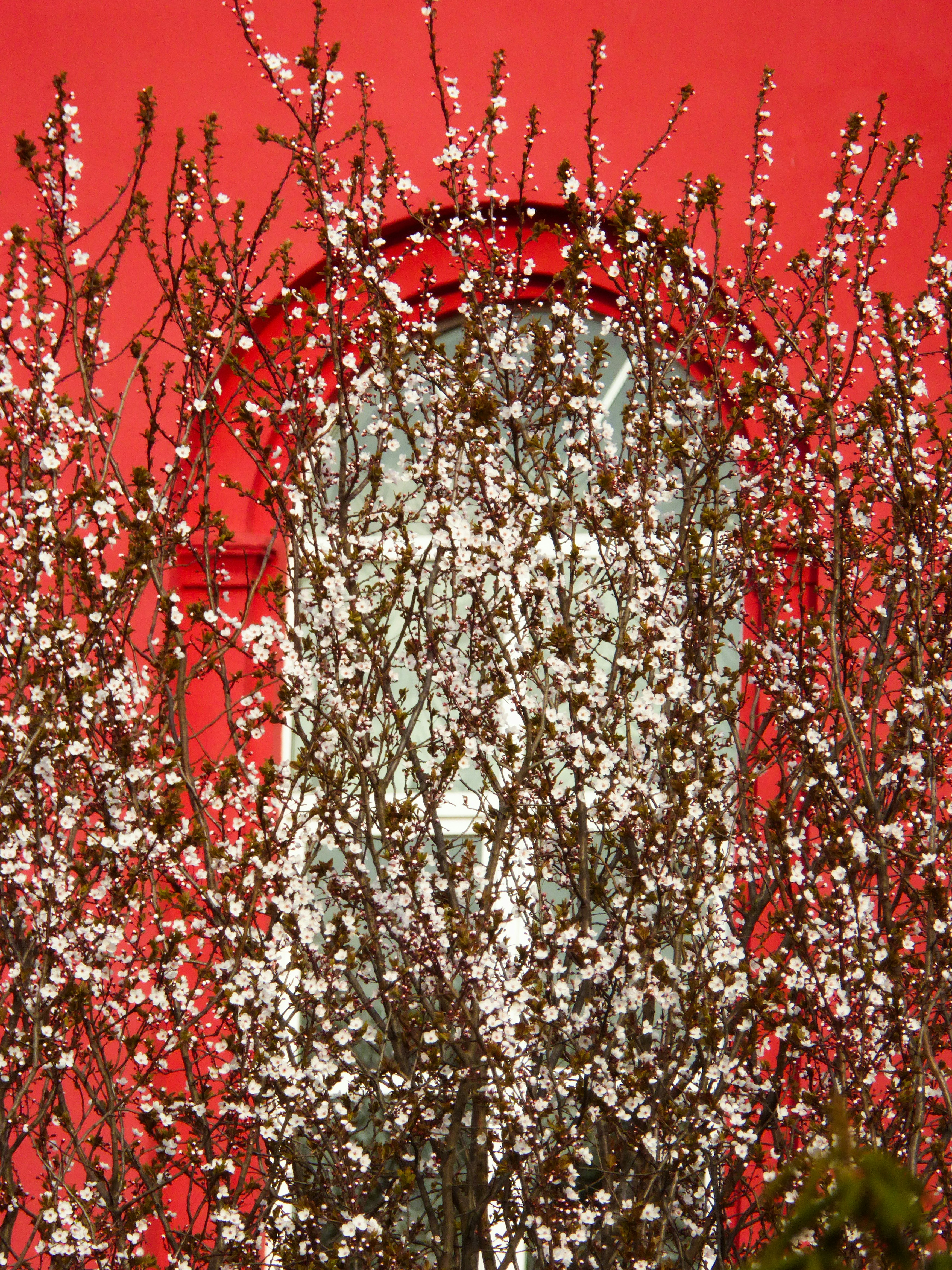 Blossoms Before a Red Arch