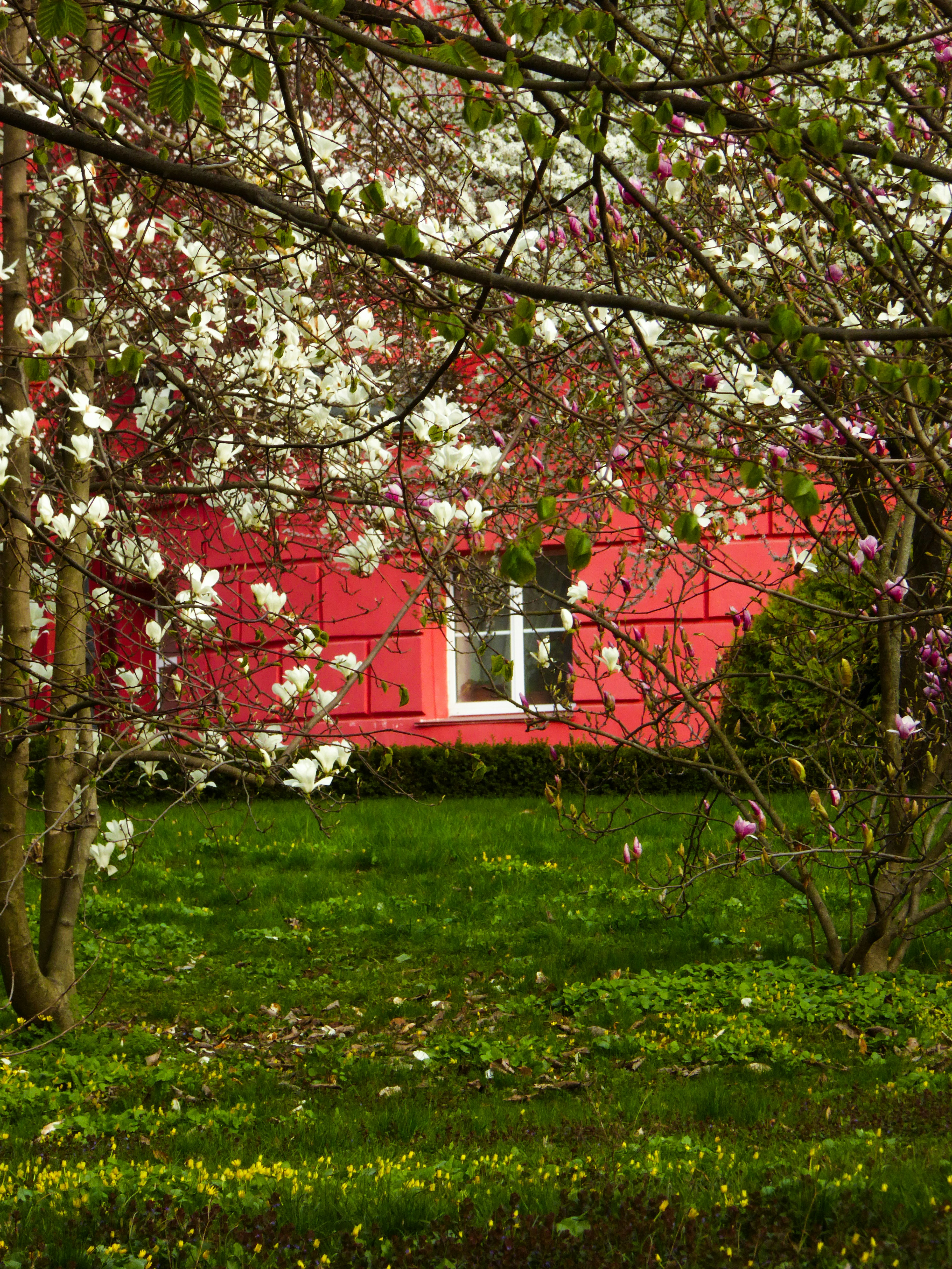 Blossoms Framing a Coral House