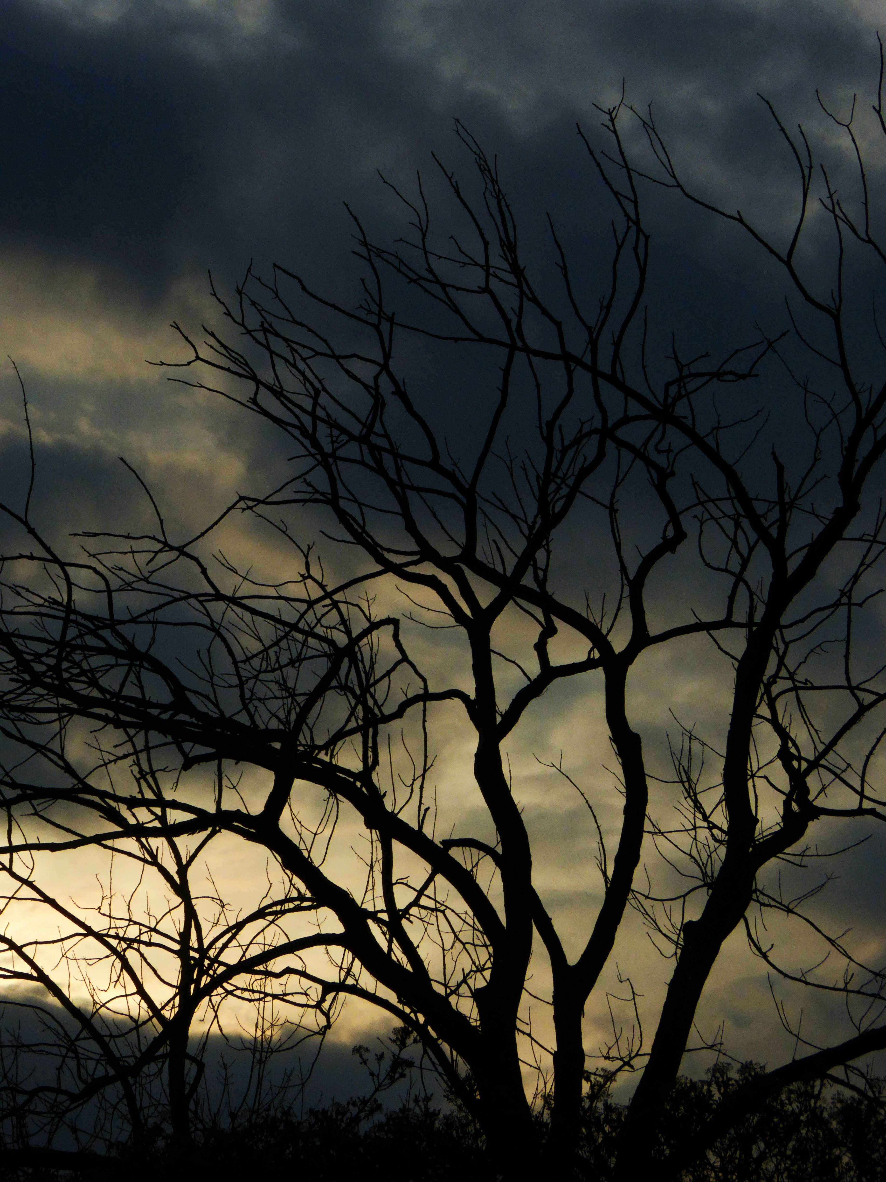 Silhouetted Alchemy: Leafless Tree Against a Dusk Sky