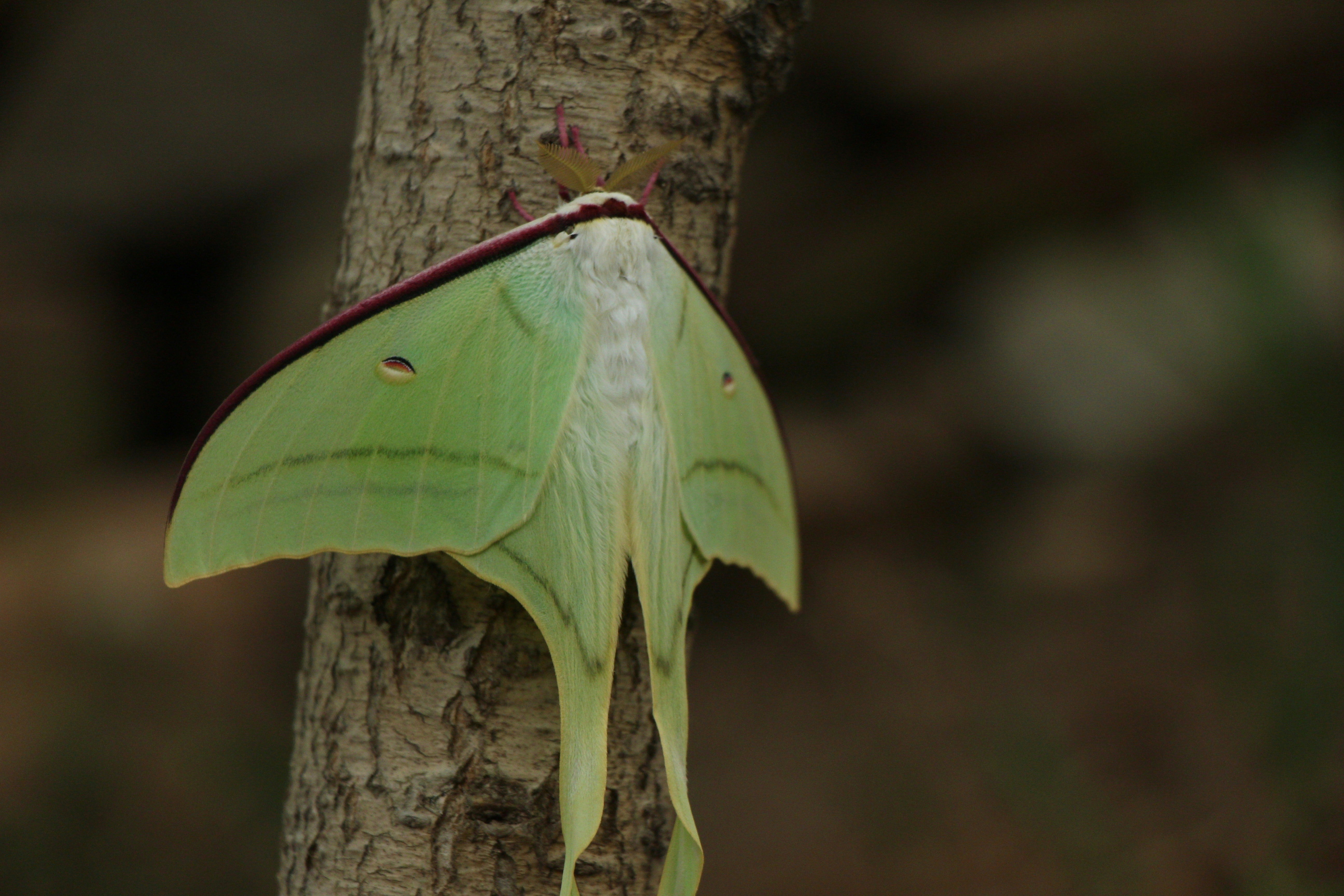 Luna Moth Adrift on Bark