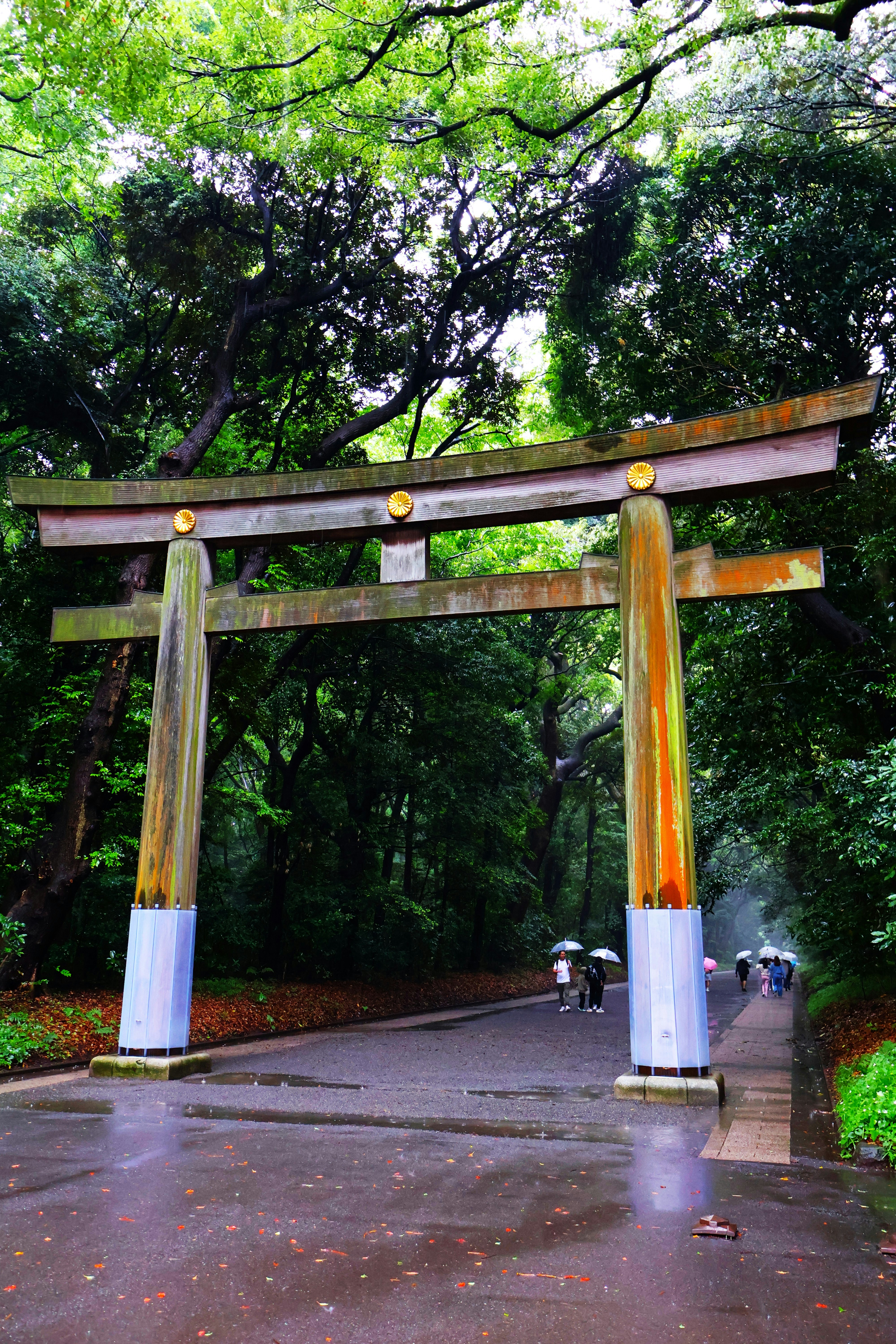  Gateway of Rainy Steps: A Torii Piercing a Emerald Canopy