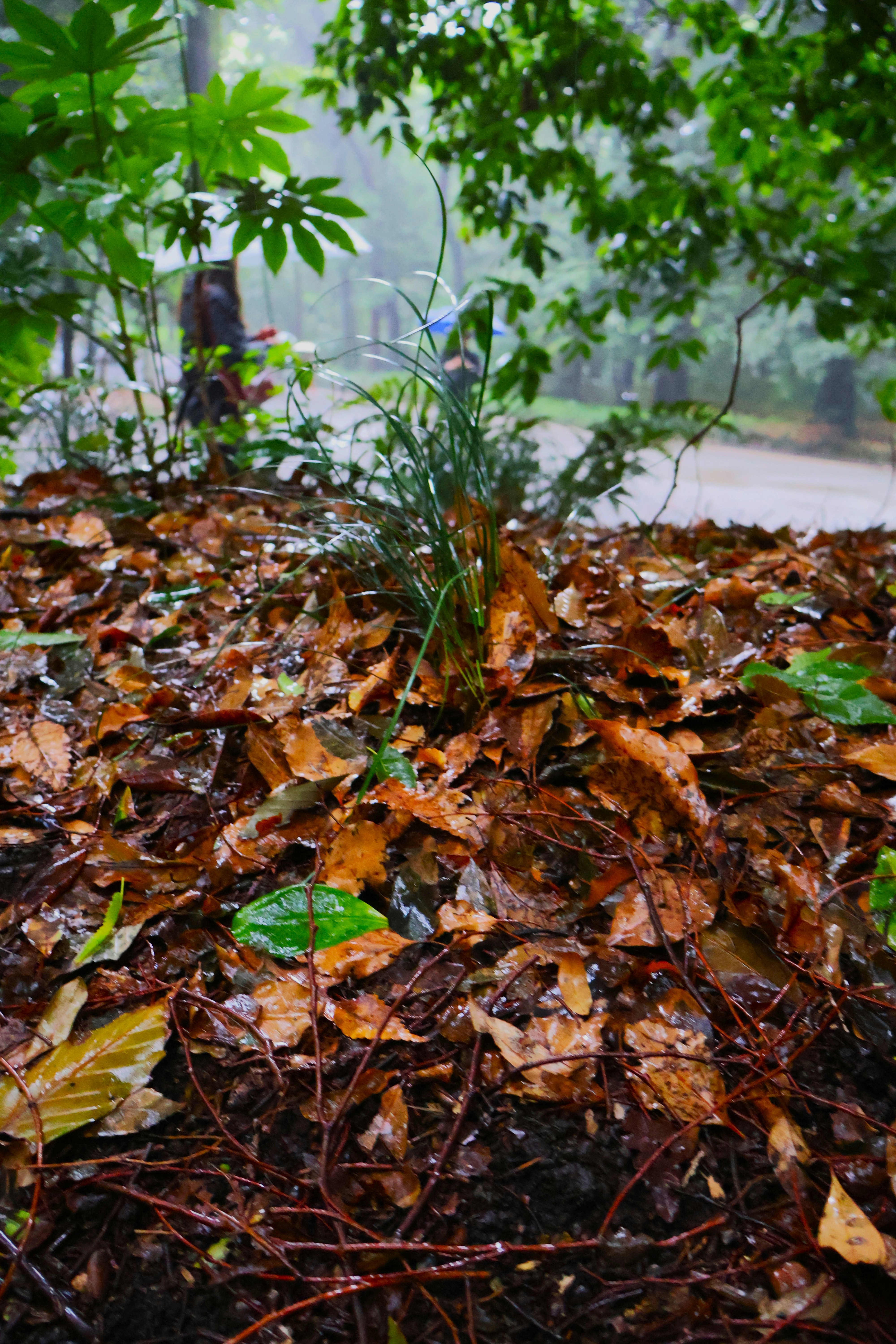 Low-angle forest floor: a tuft of grass rising from autumn leaves