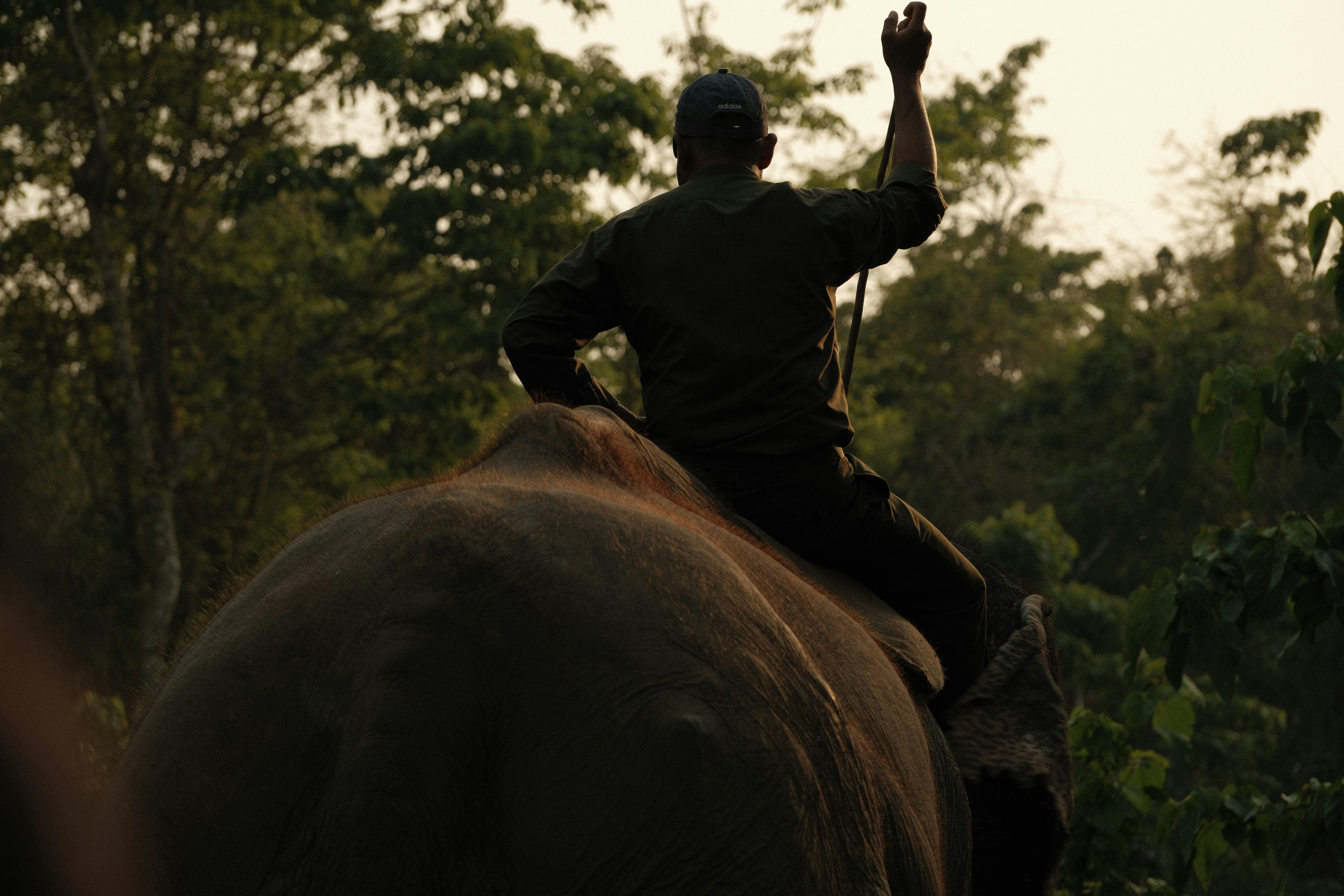 Rider in the Backlit Sonic Silhouette: An Elephant’s Sunset Trek