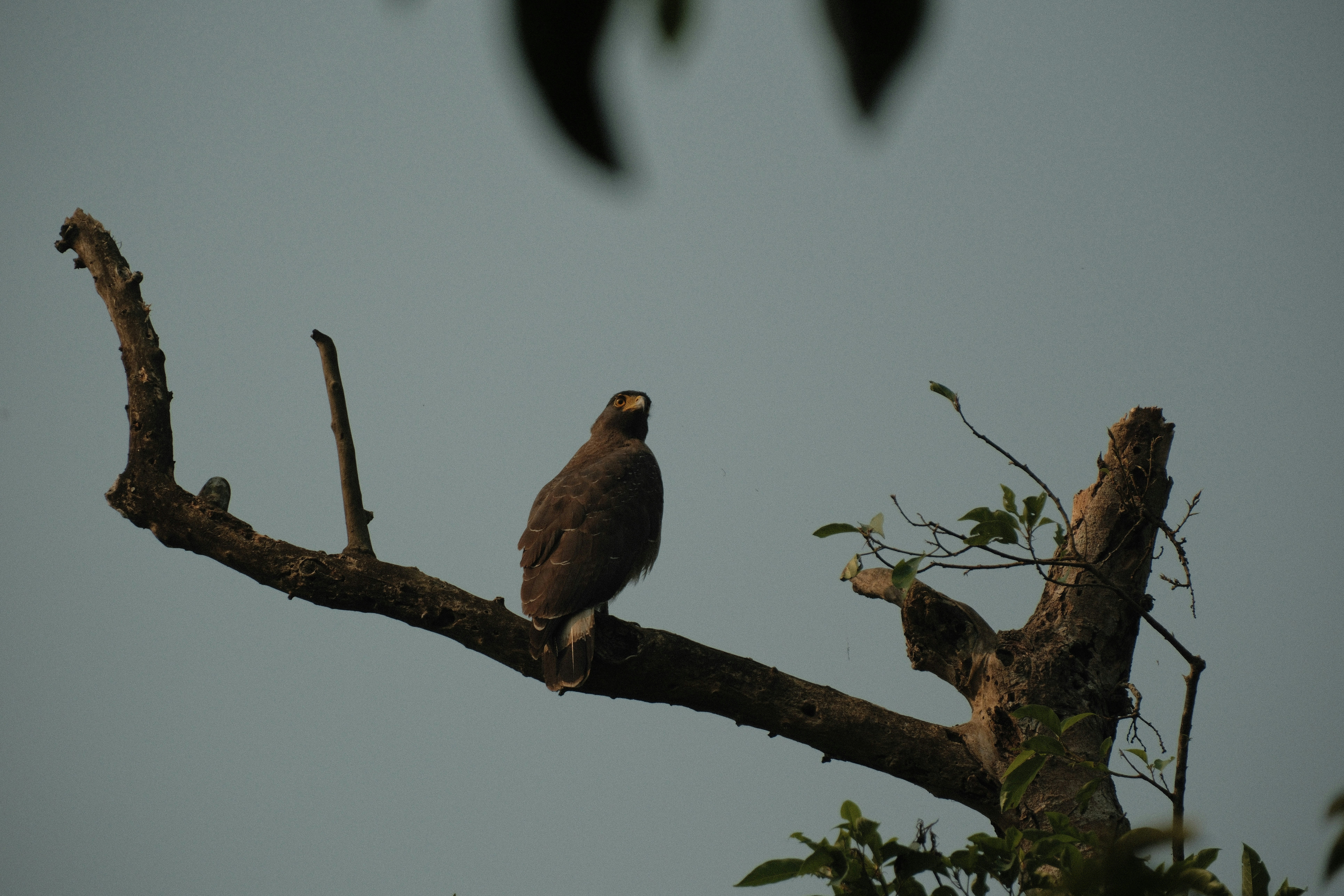 Perched in Silence: A lone Bird Commands a Dim Sky