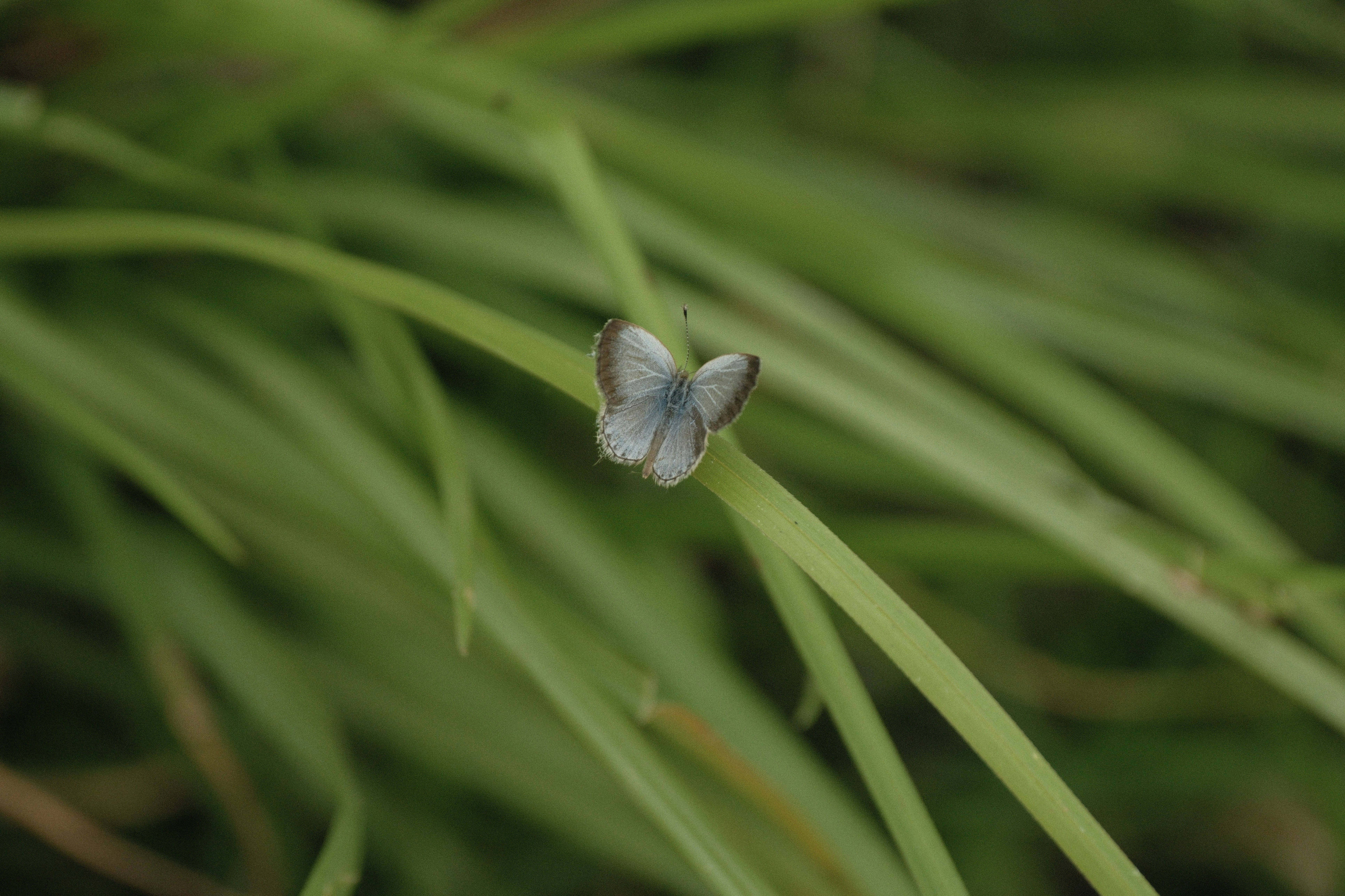 Azure Wisp on a Blade of Grass