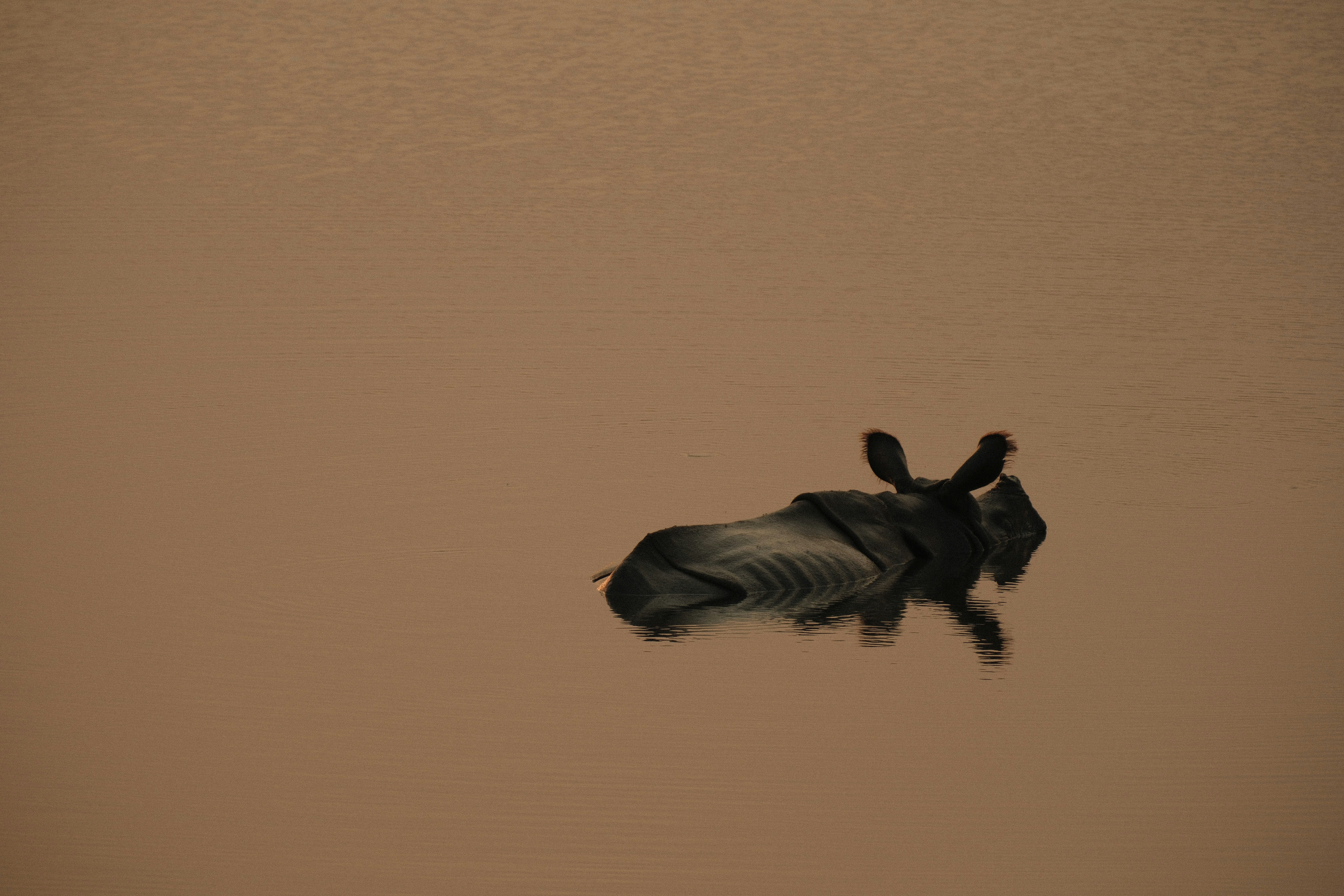 Solitary Duck on Still Waters at Dusk