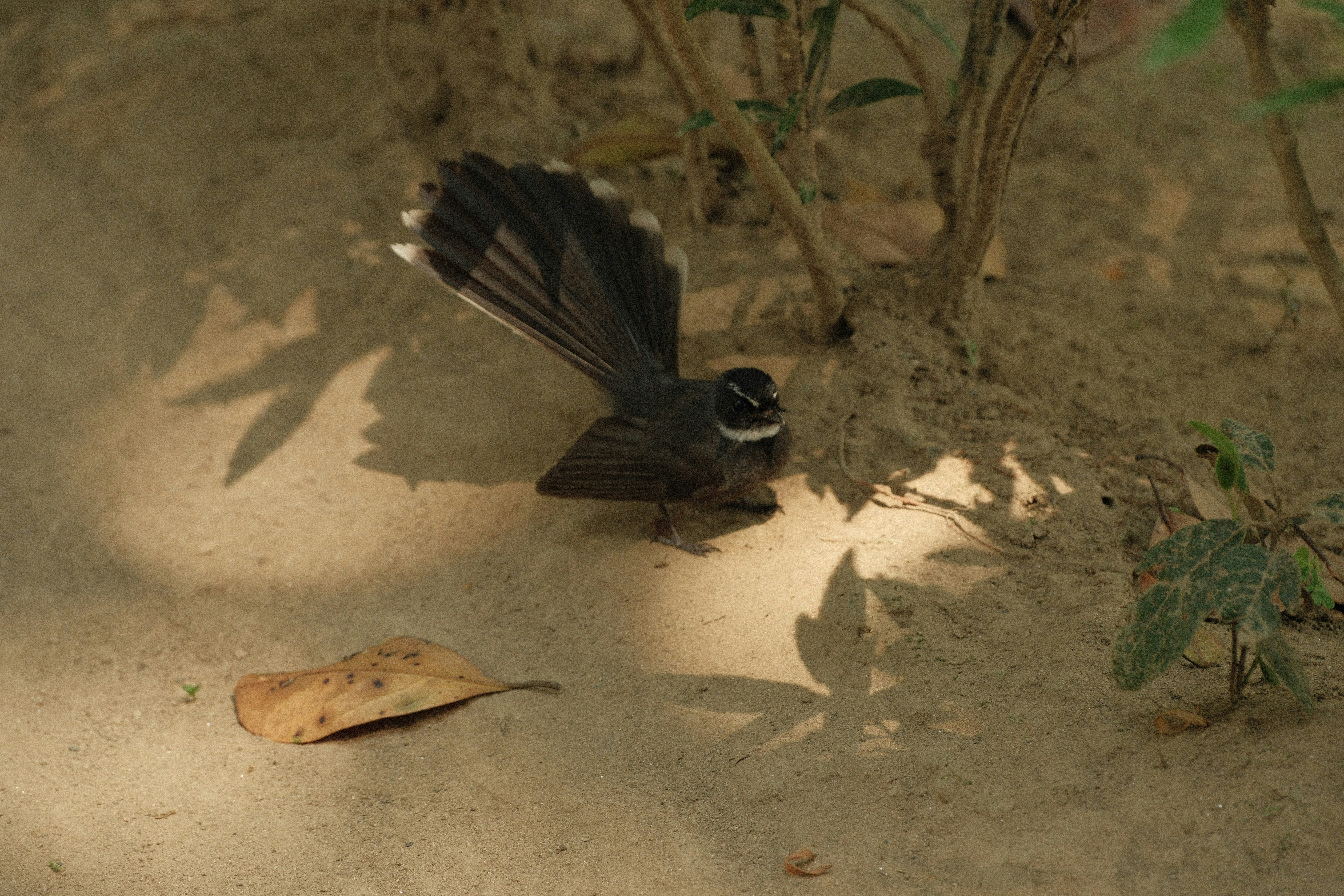 Wingbeat in the Dust: A Small Bird Stirs the Ground