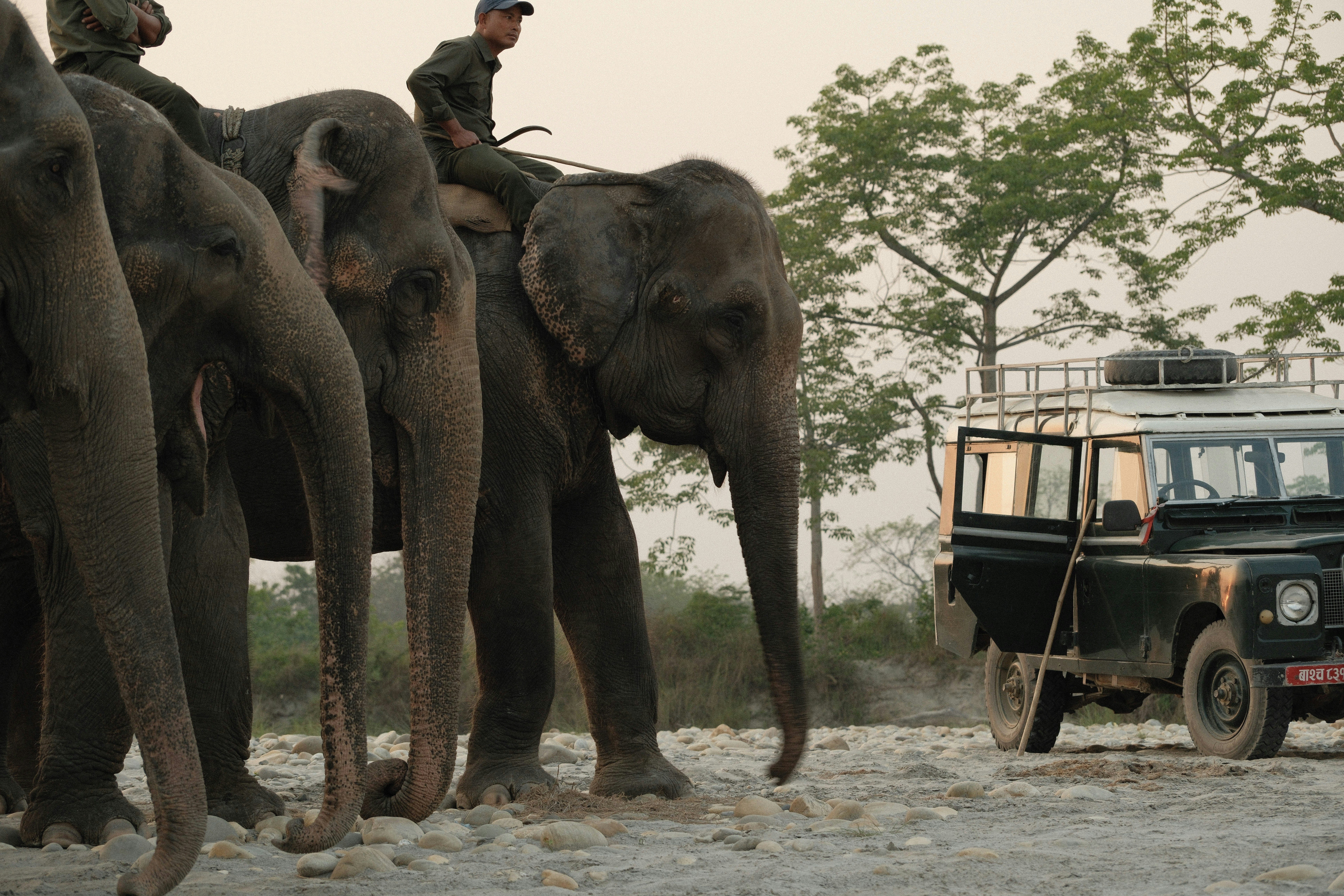 Heralds of the Savannah: Elephants and a Waiting Vehicle