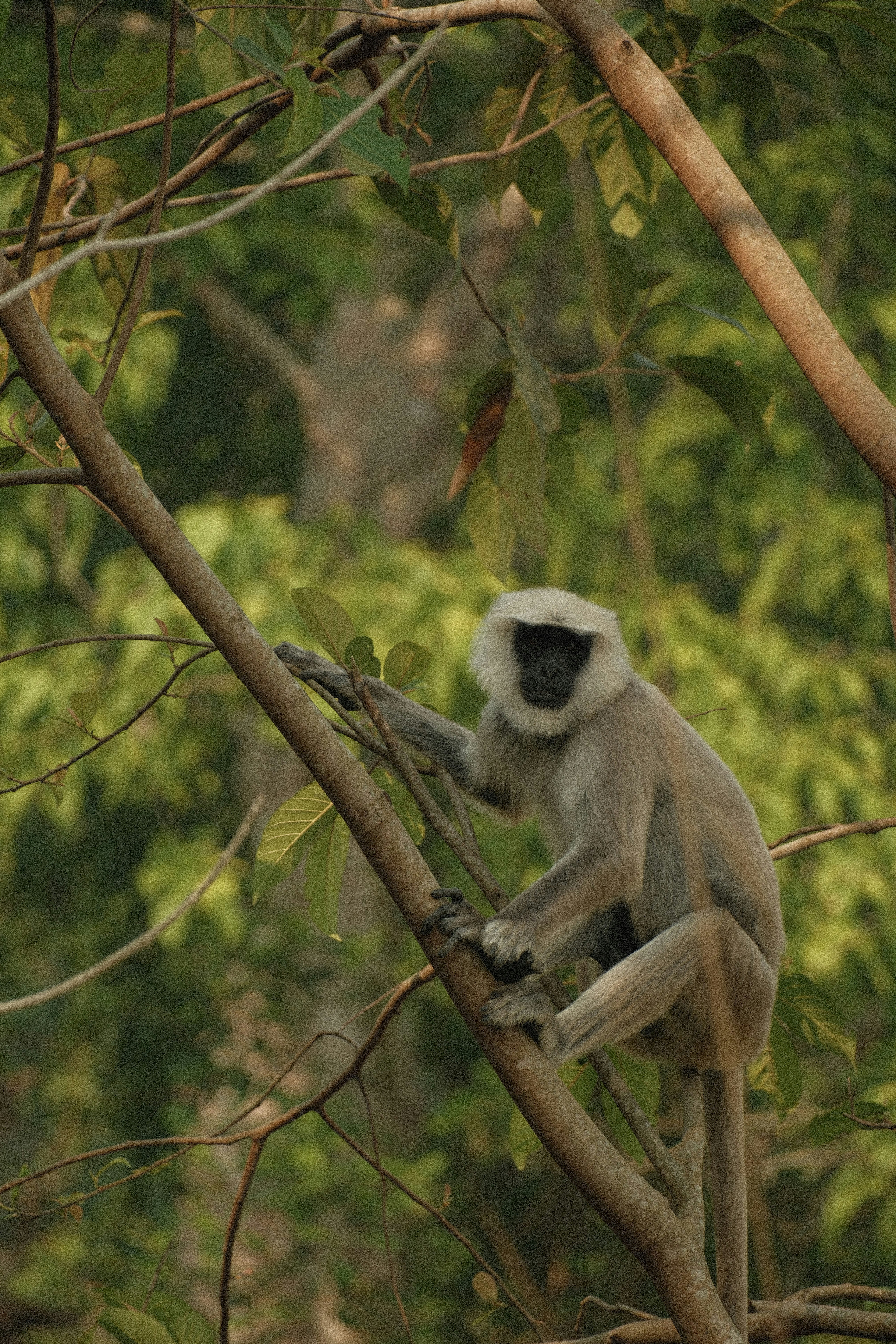 White-faced Langur in Sunlit Canopy