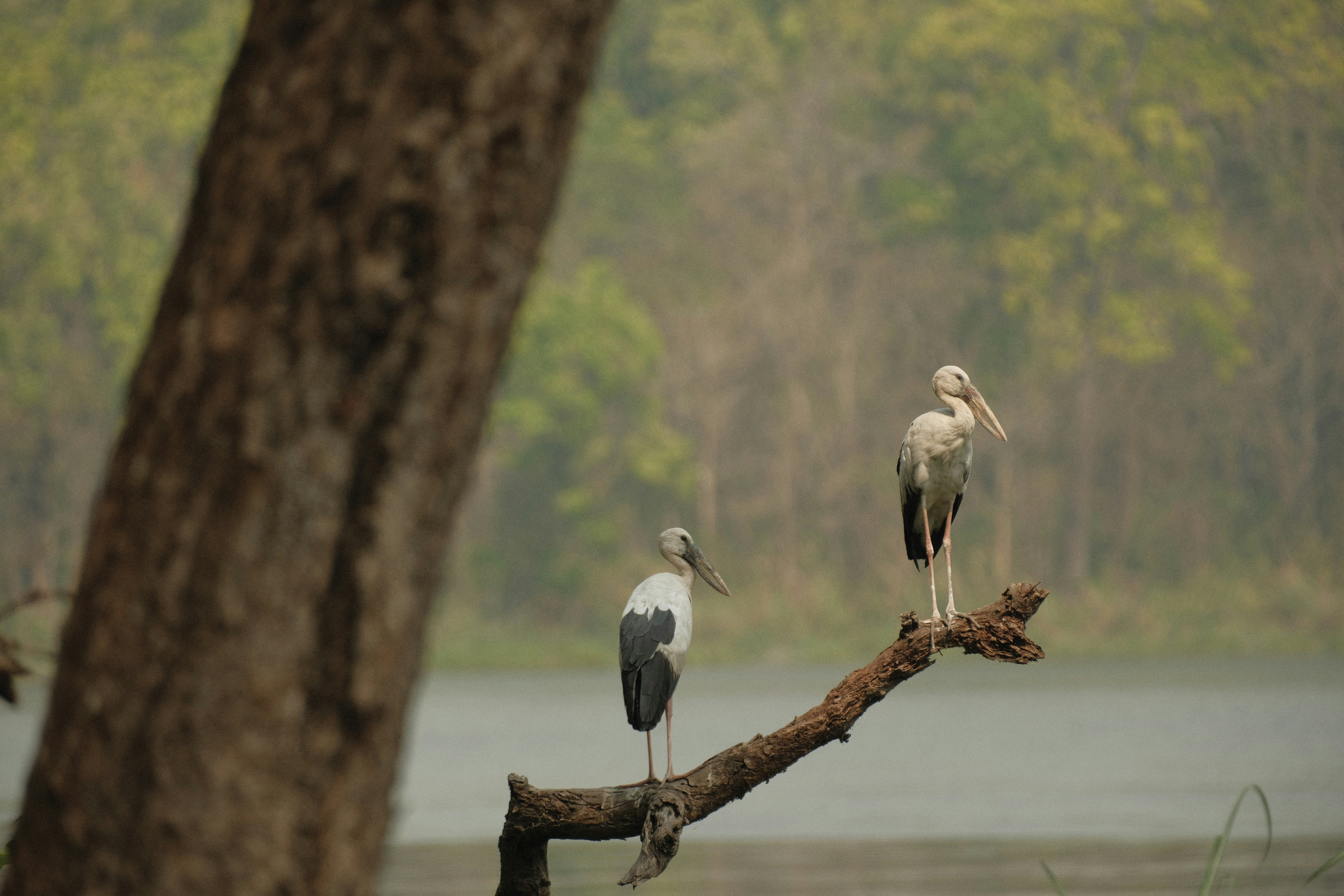 Two Storks on a Angled Branch by a Quiet Lake