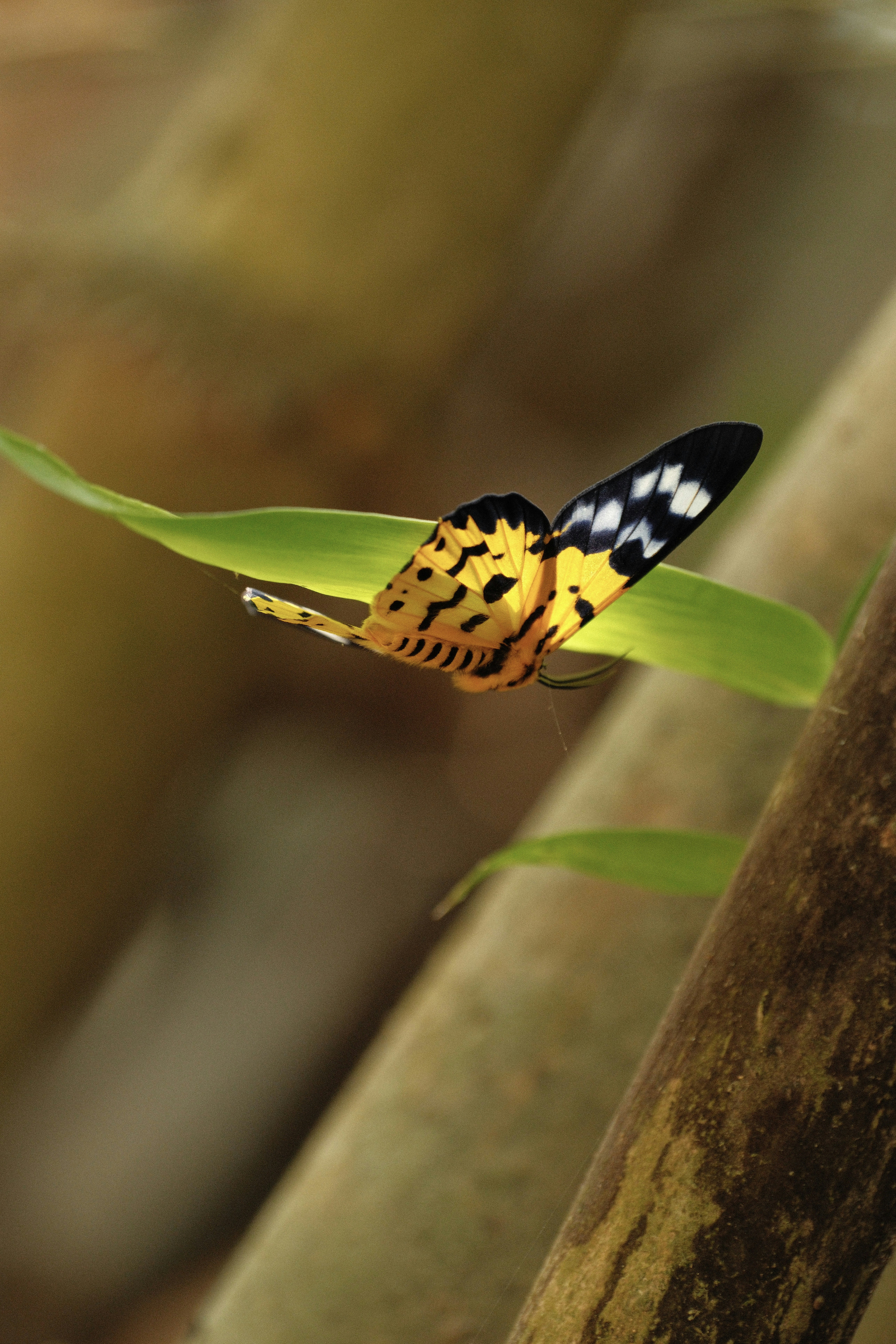 Butterfly on a Luminous Bamboo Veil