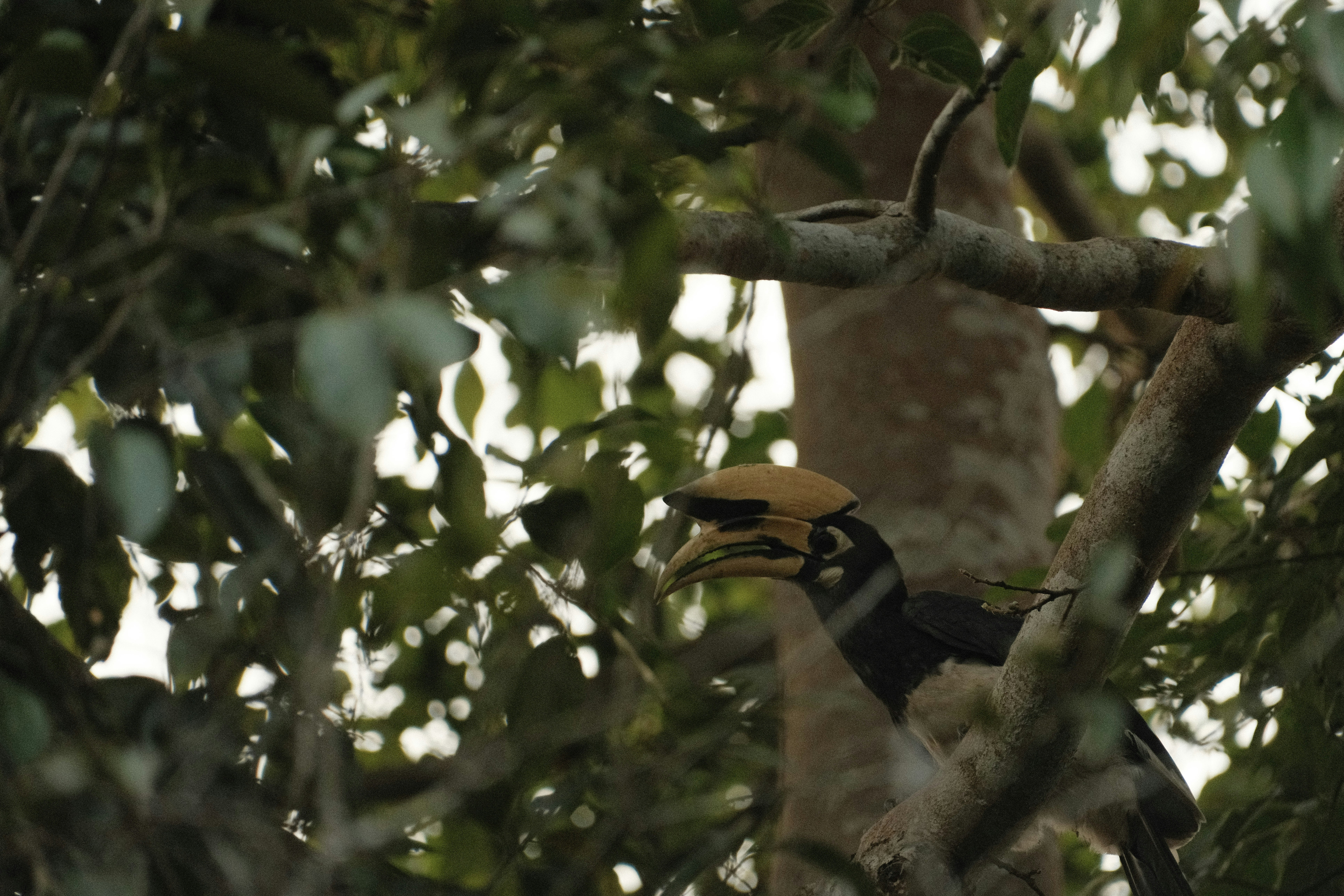 Masked Bird of the Canopy: A Silent Watcher Among Branches