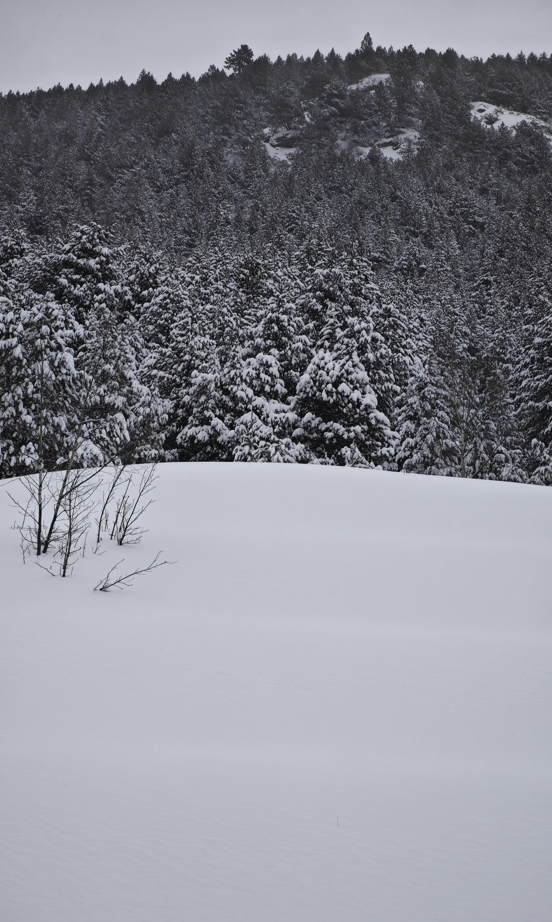 A tranquil winter landscape shows a snow-covered foreground with a dense, snow-laden conifer forest against a gray sky.