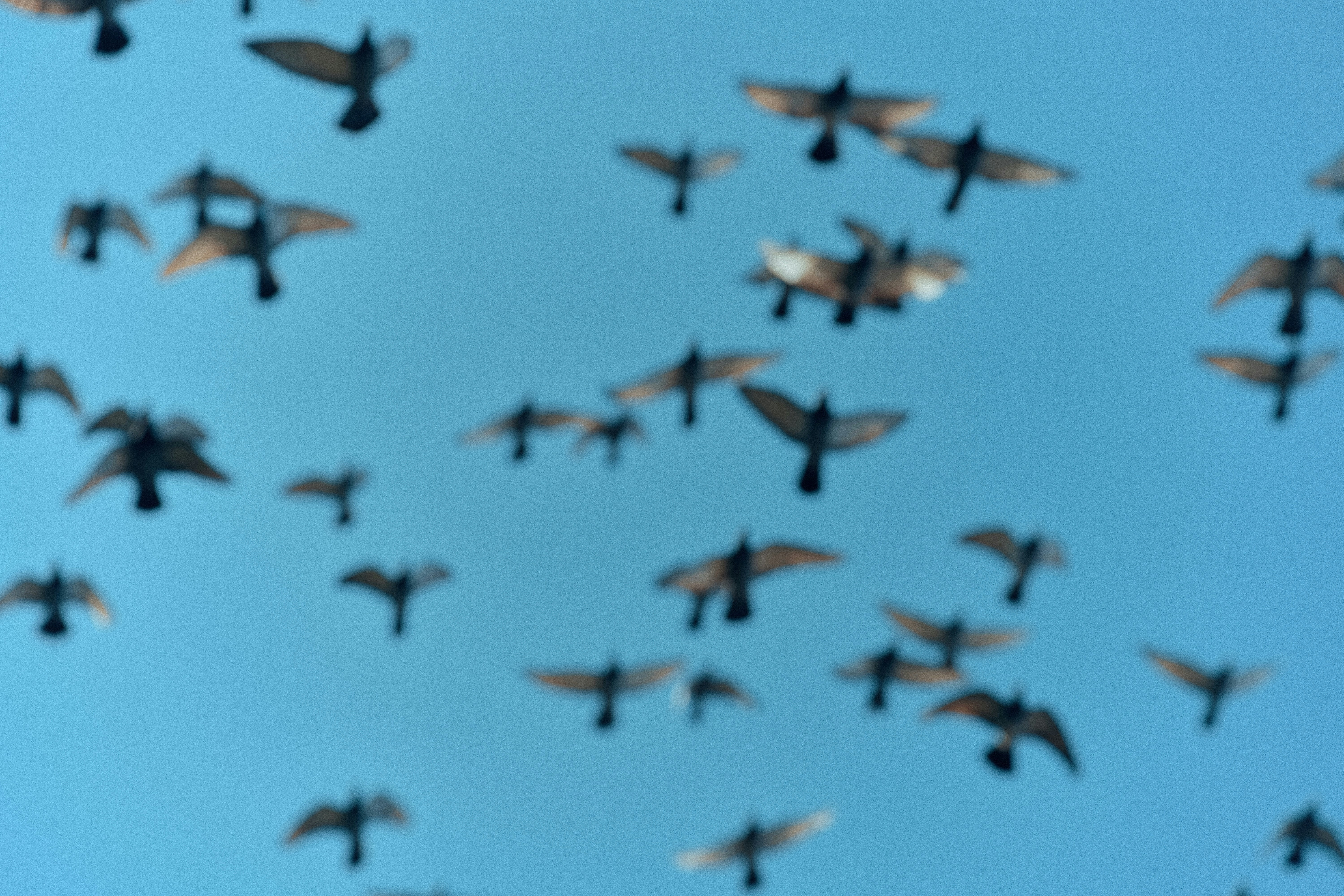 A Flurry of Wings Across a Bright Sky