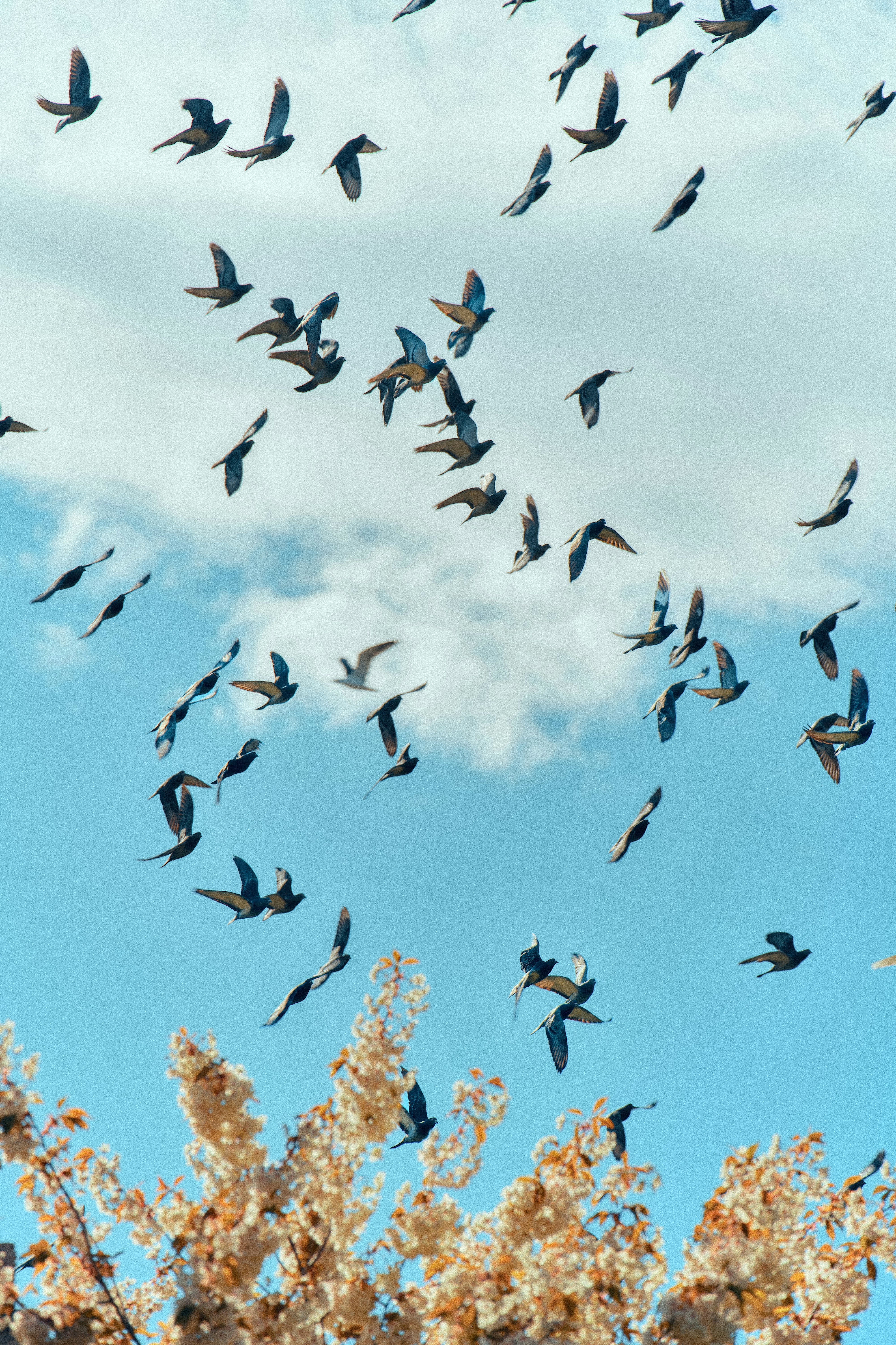 Vast Skyward Flock: A Crescendo of Birds Above Autumn Bloom