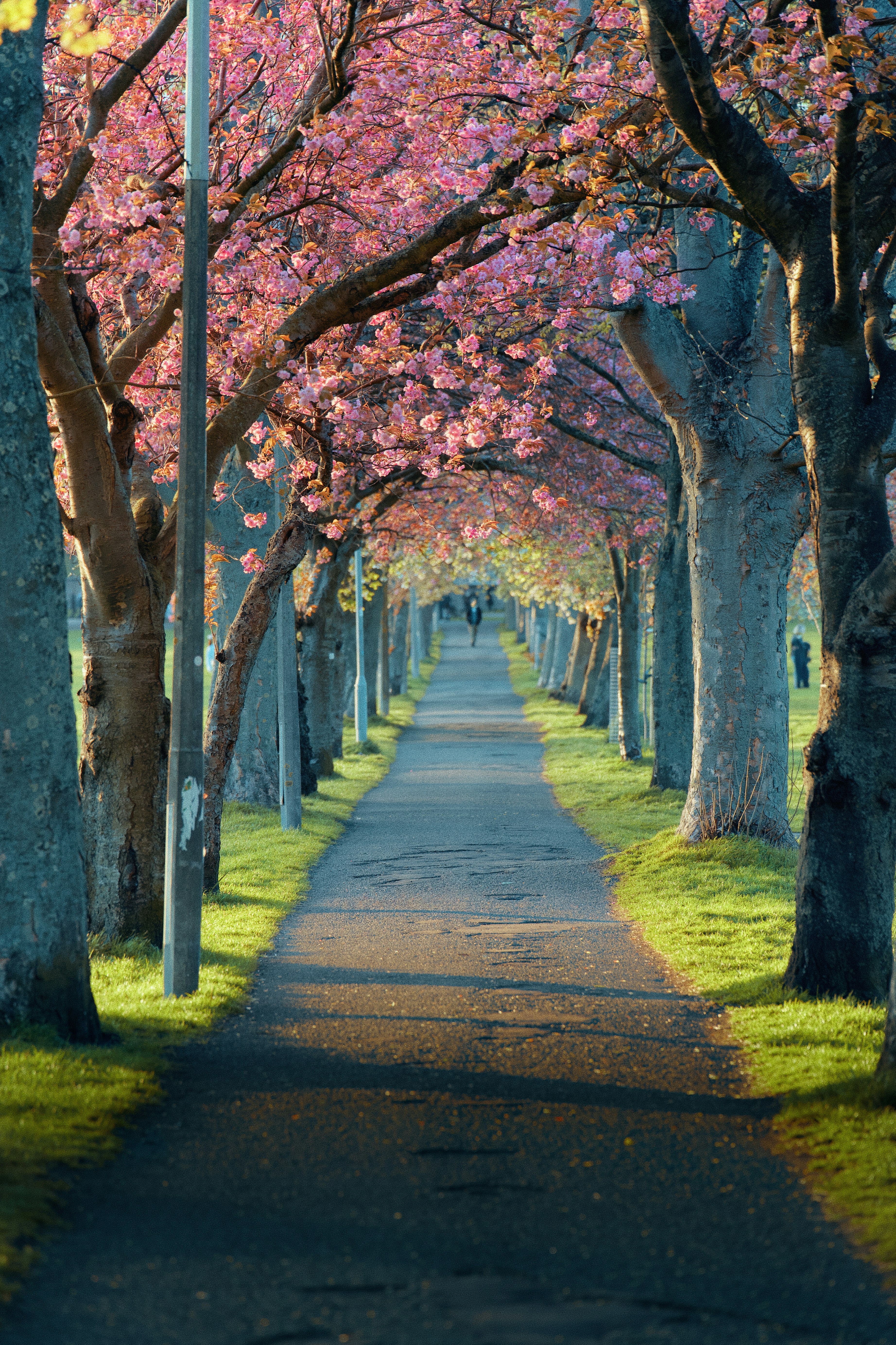 Alley of Blushing Canopies: A Sunlit Path Through Cherry-Lined Avenue