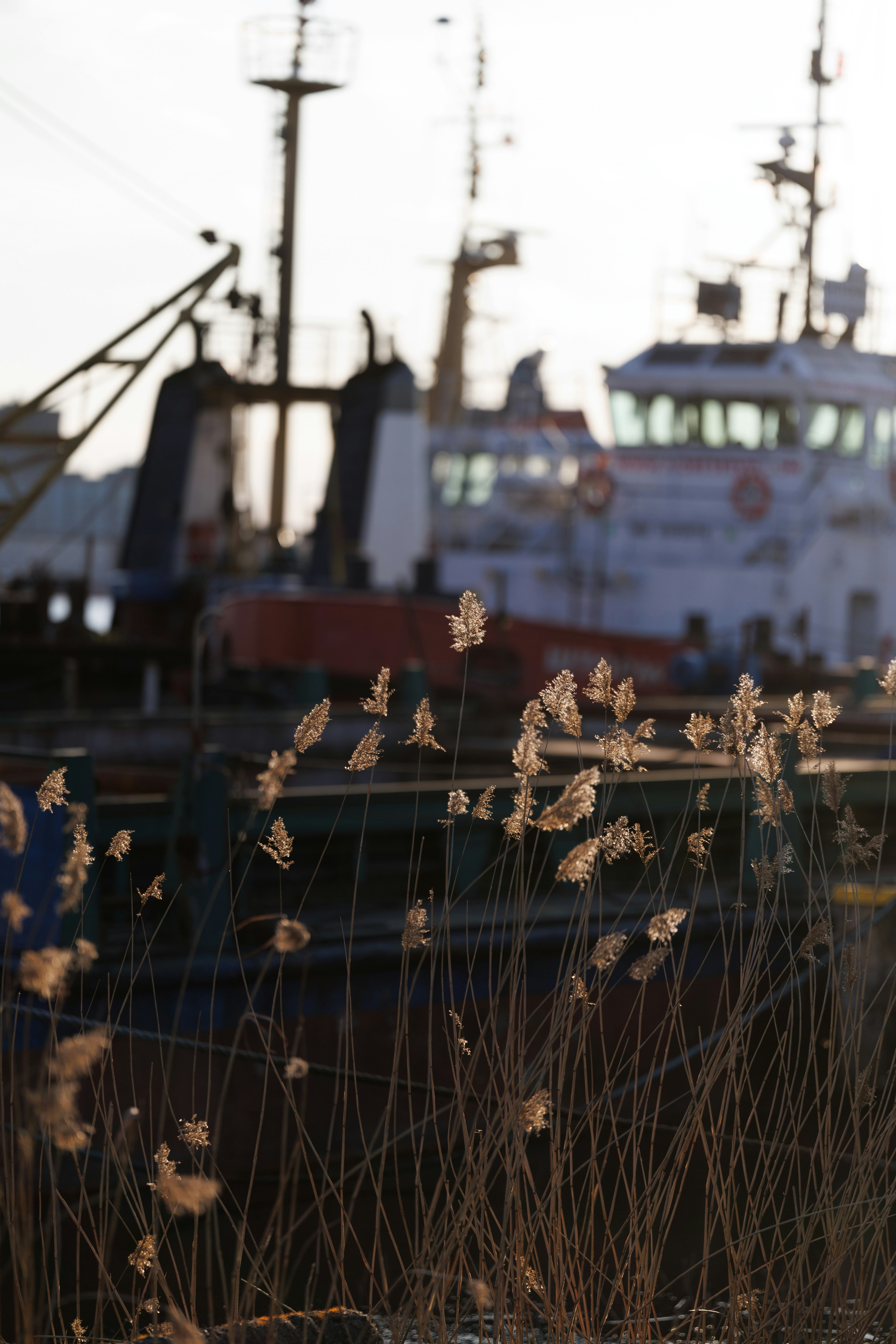 Sunlit Reed Frames and Harbor Machinery