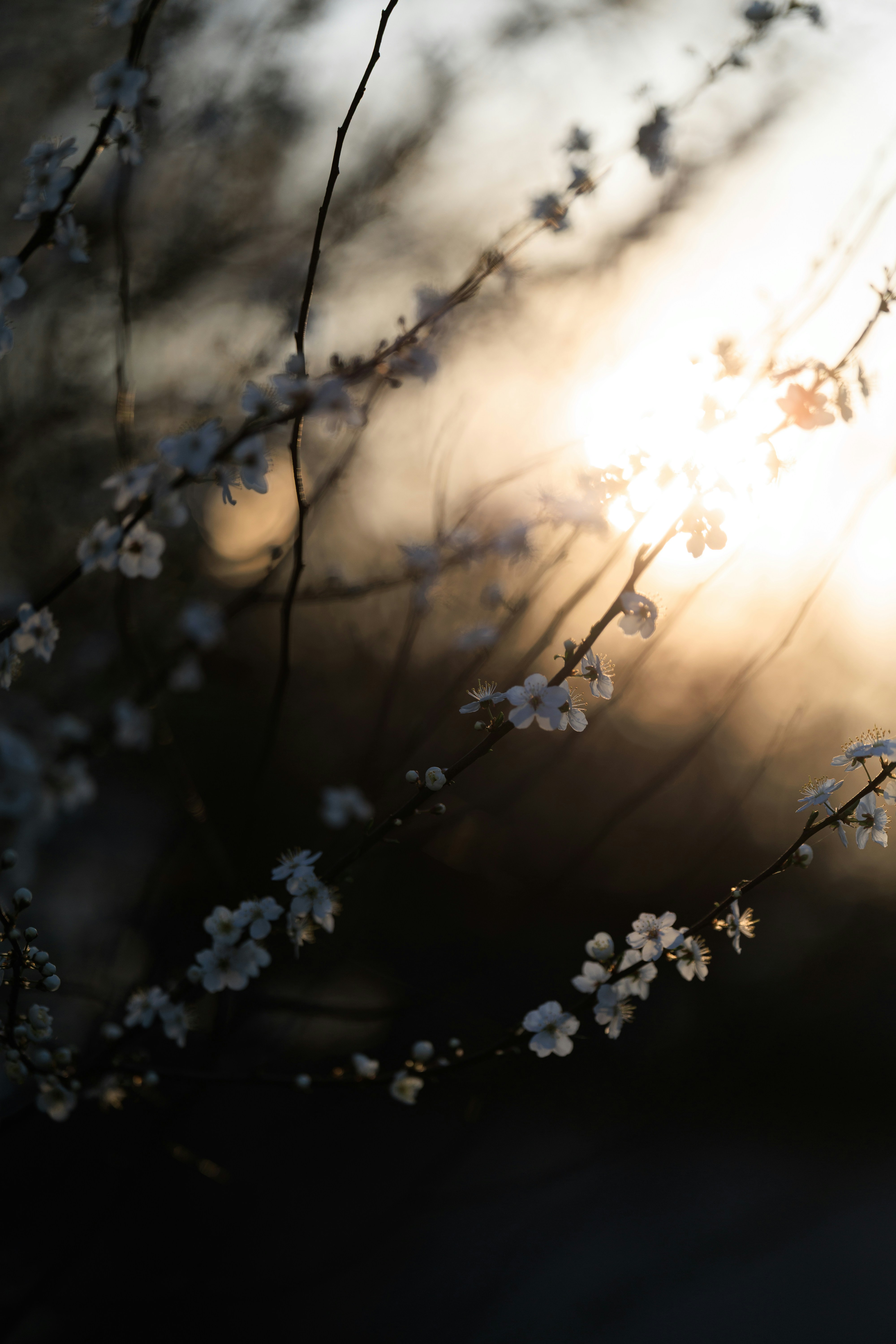 Sunlit blossoms in a quiet dusk