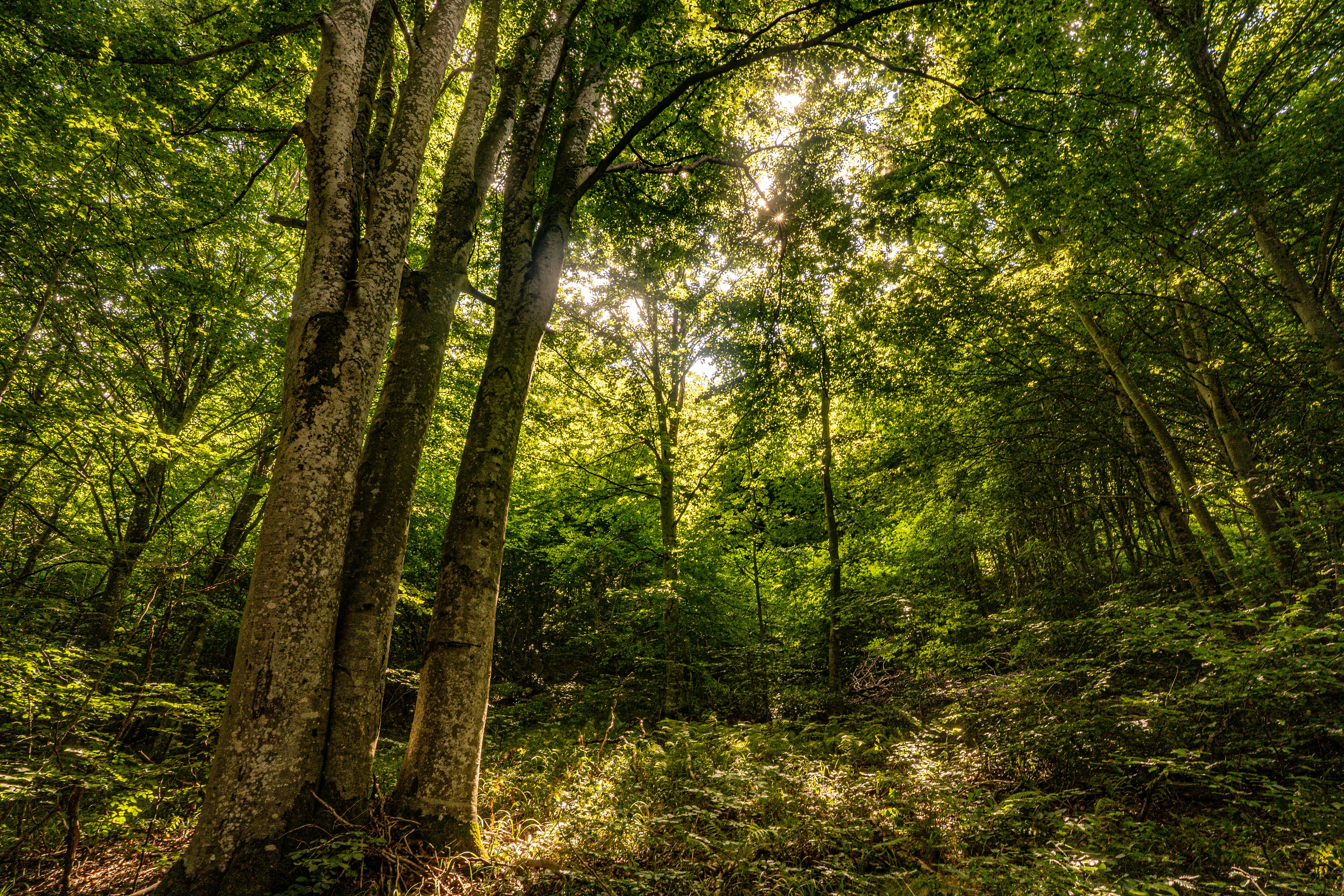 Sunlit Forest Break: A Quiet Clearing Amid Tall Trunks