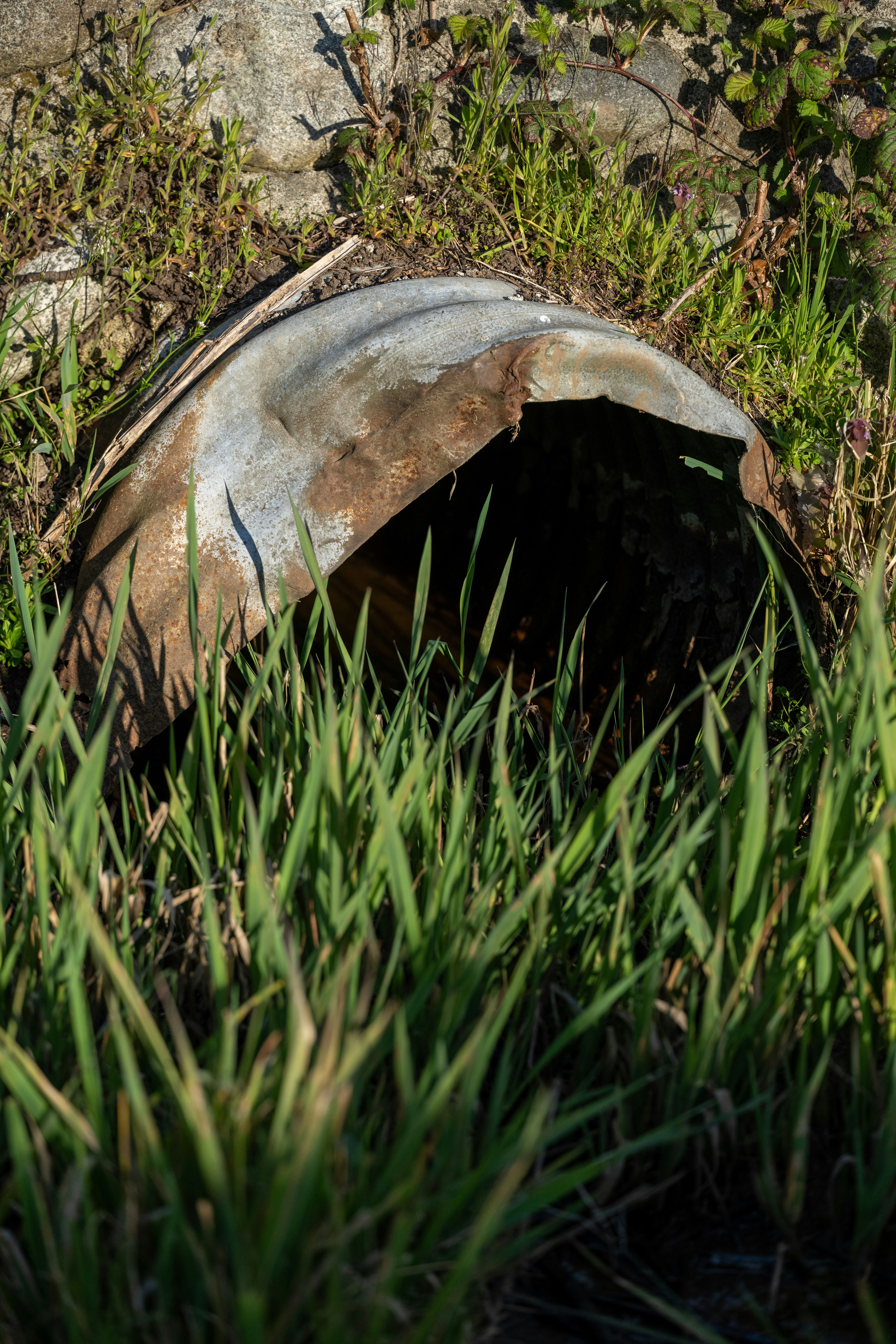 Rusty culvert half-hidden by grass in a sunlit verge