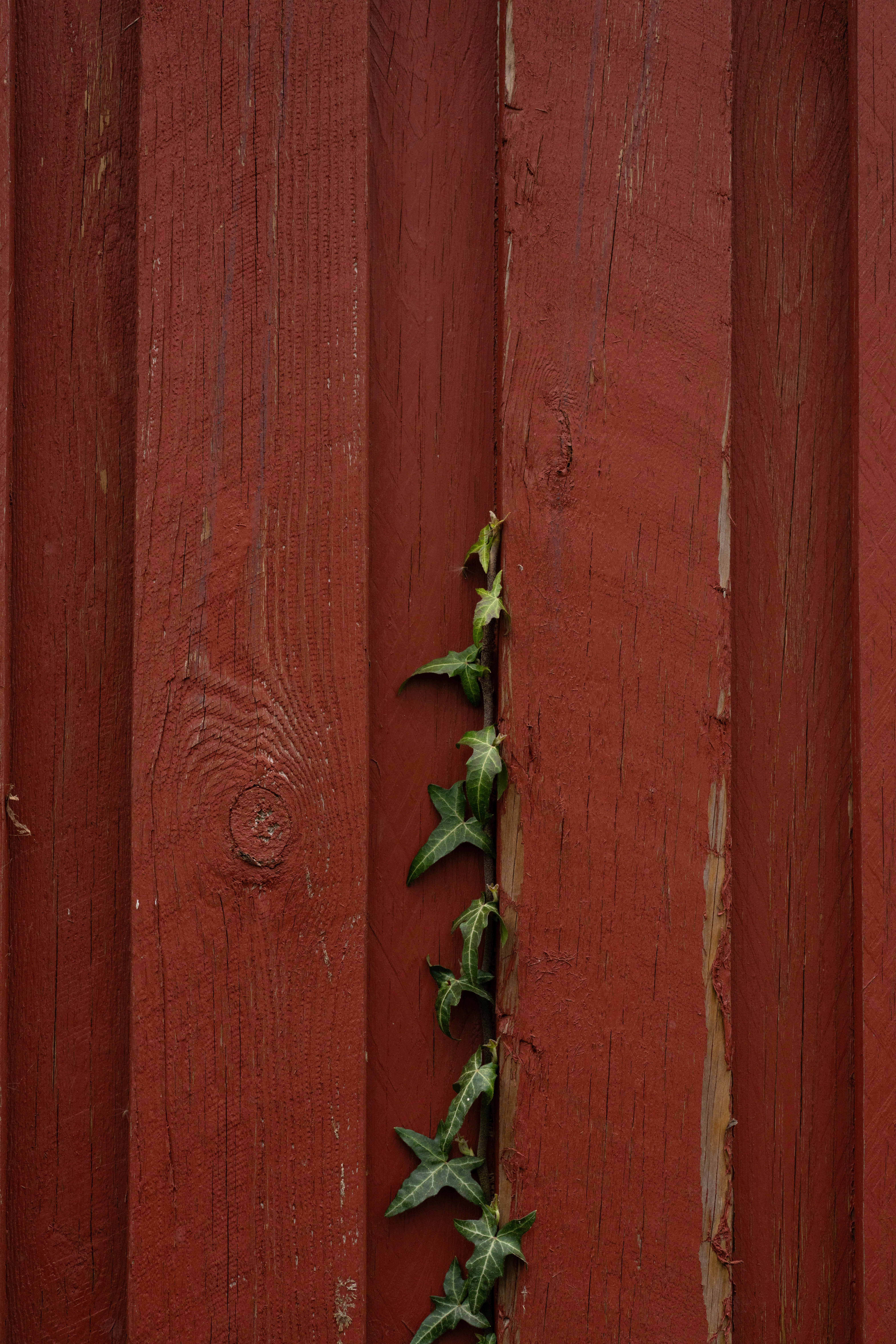 Climbing Ivy in a Red Wooden Wall