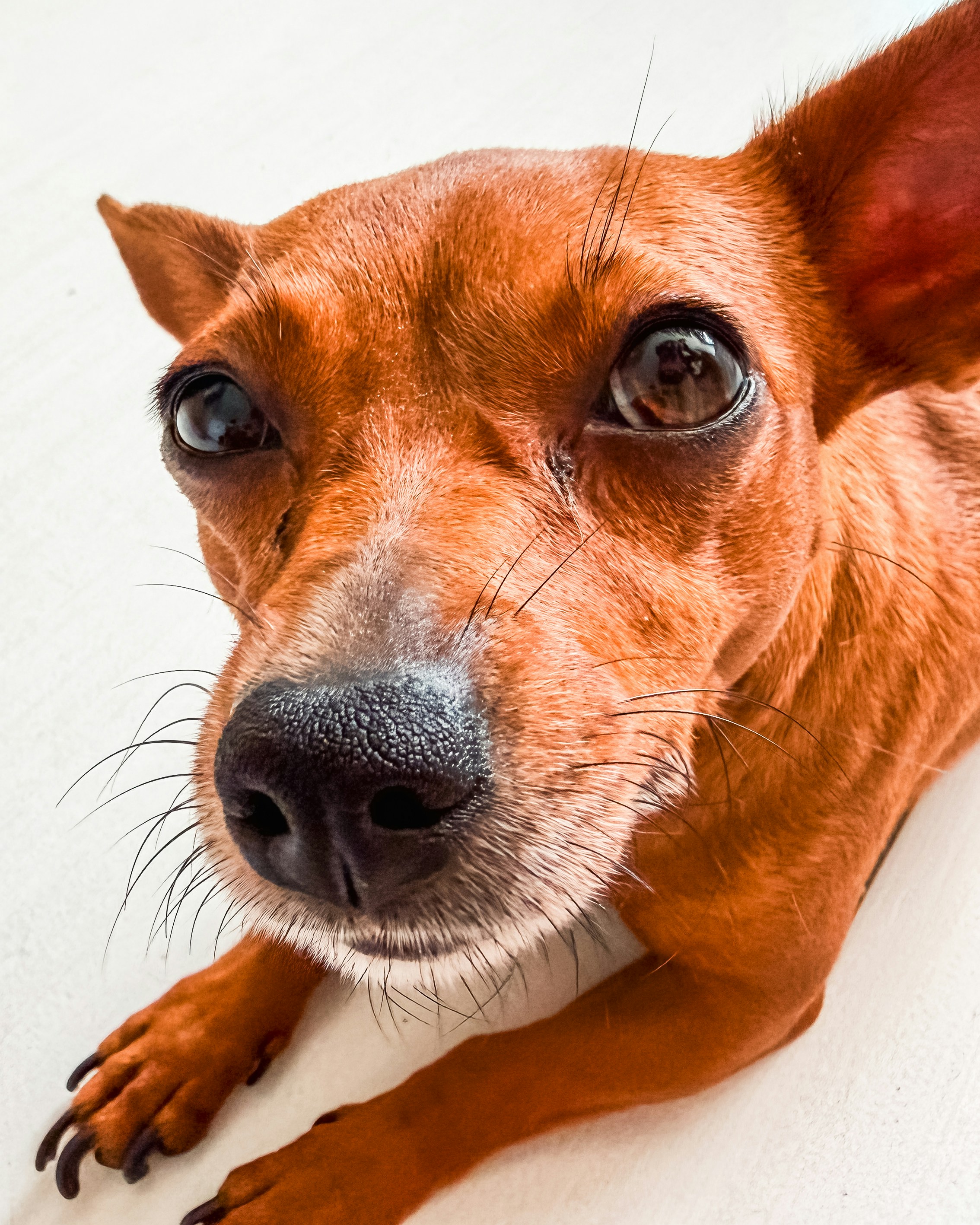 Close-Up of a Curious Pup: A Warm Welcome from a Red-Haired Dog
