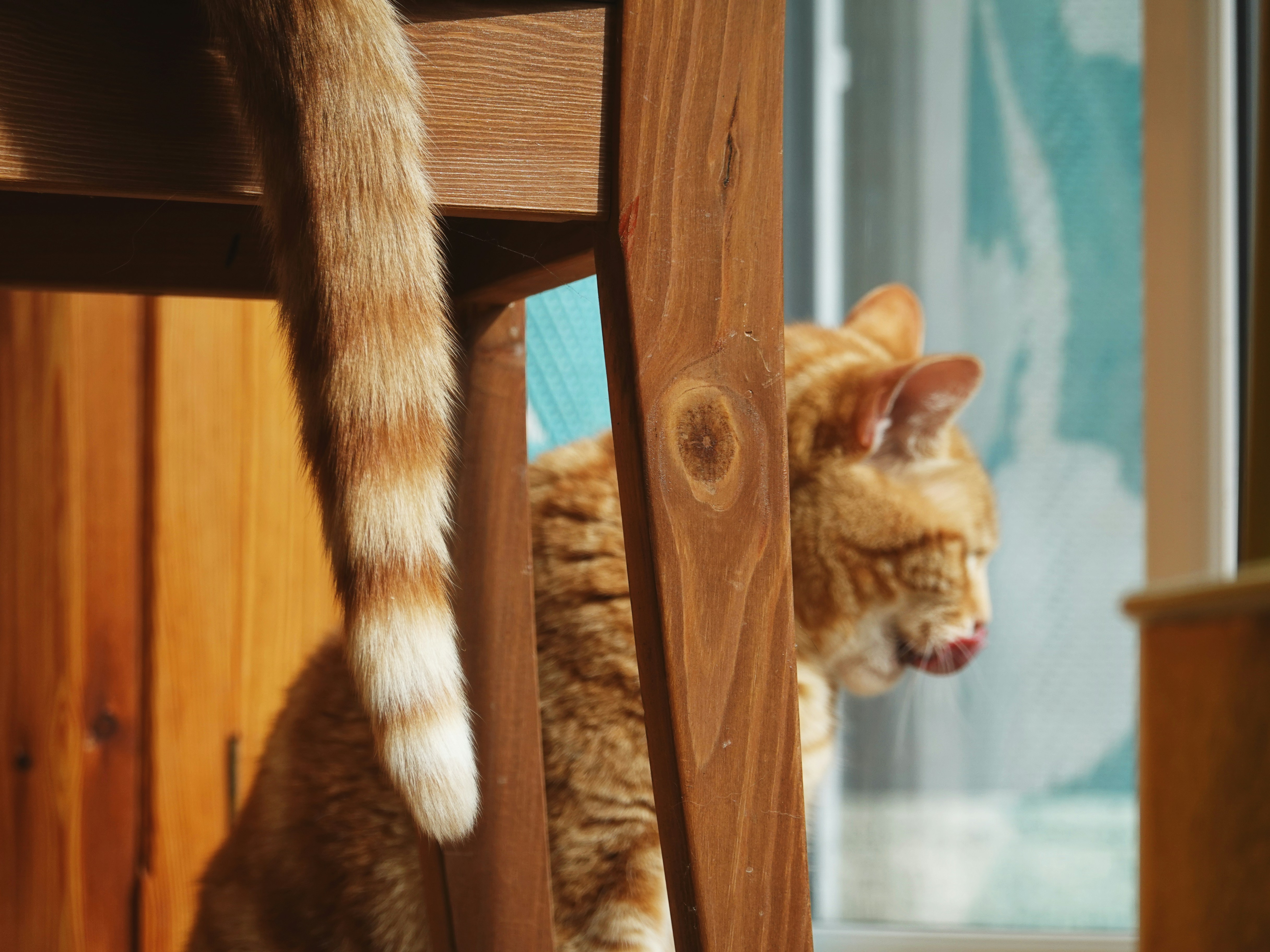 Sunlit Tabby on a Wooden Stage