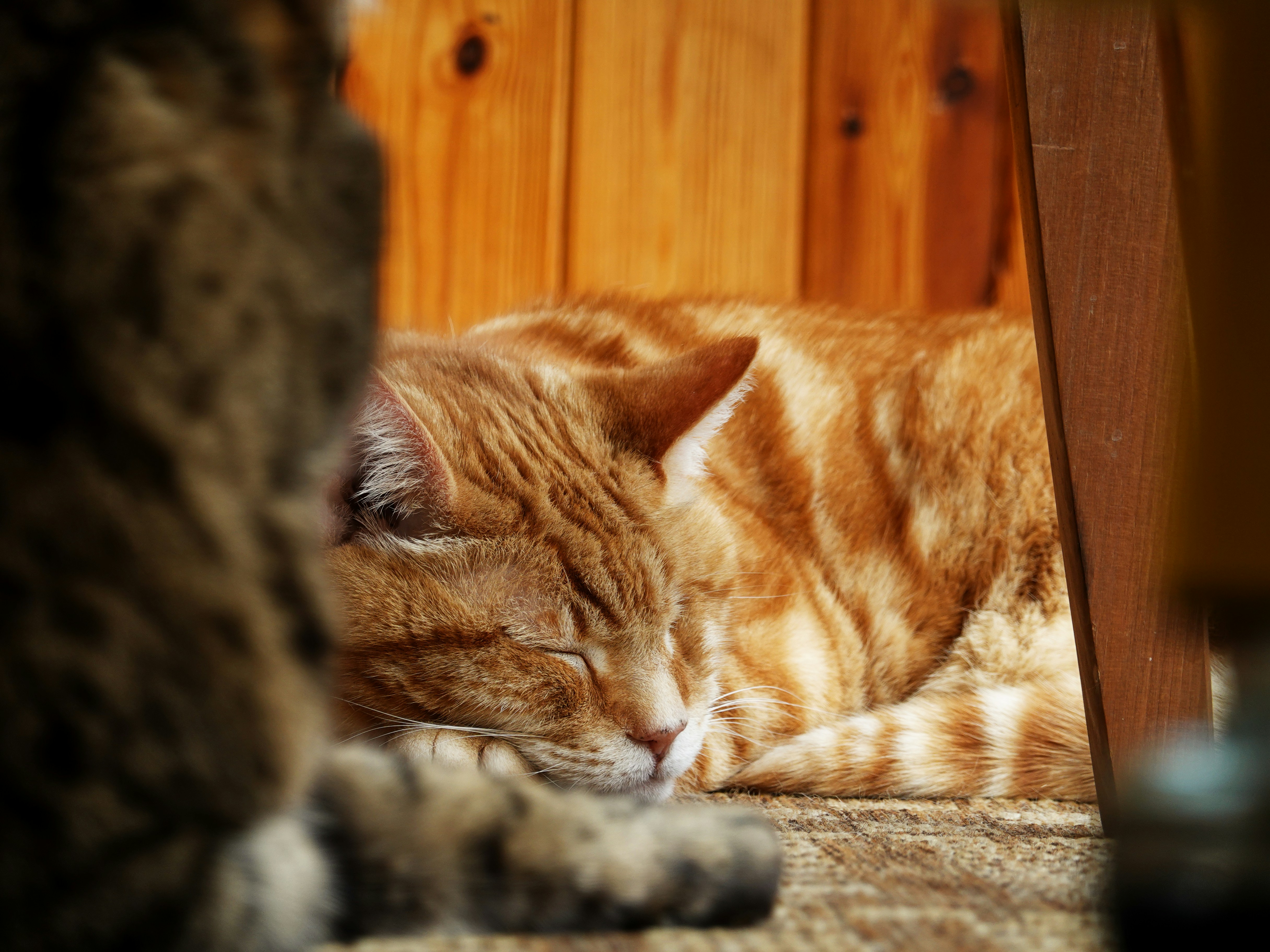 Orange cat at rest in a sunlit wooden corner