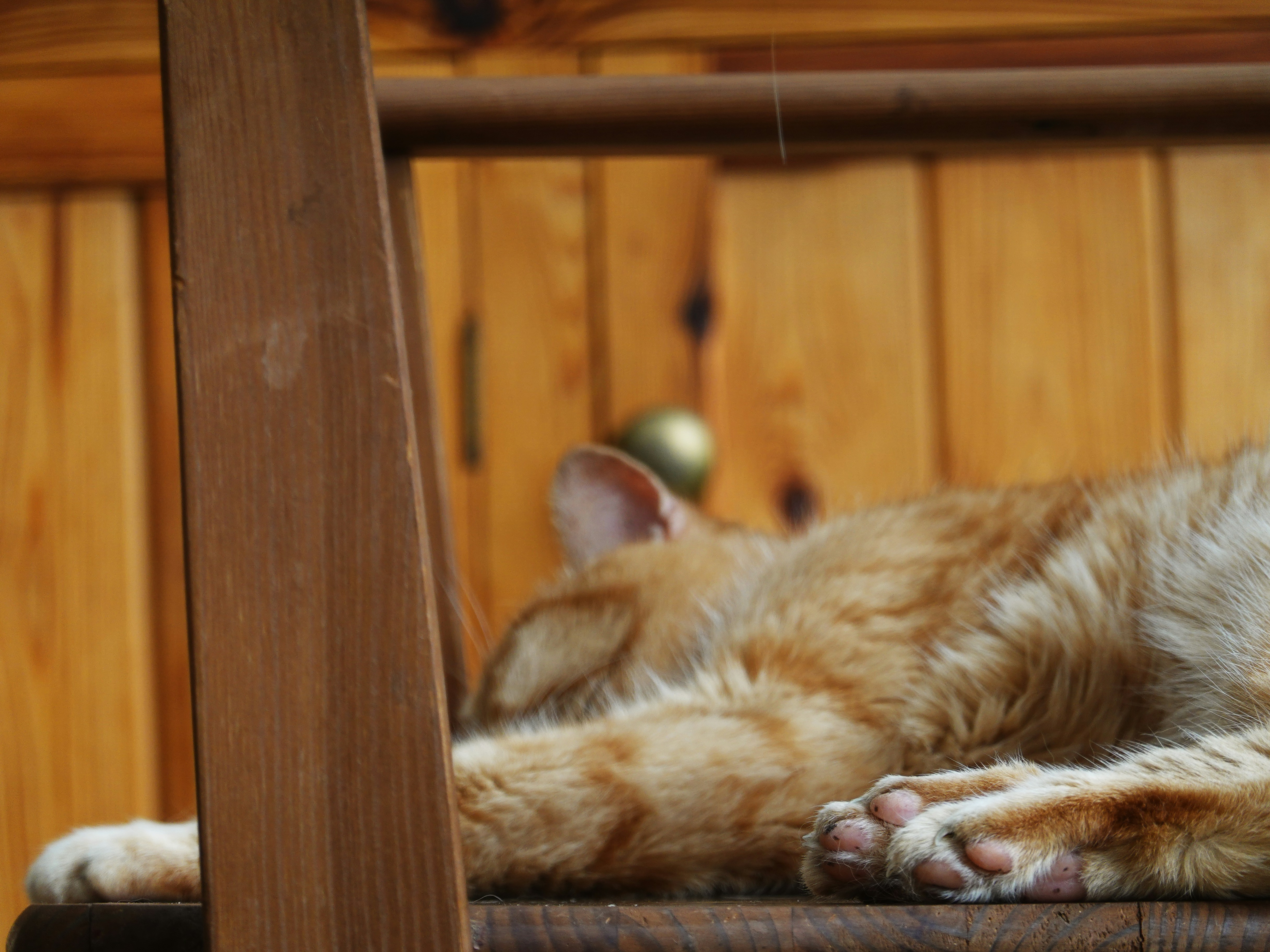 Sunlit Slumber: A Ginger Cat Napped Behind a Wooden Frame