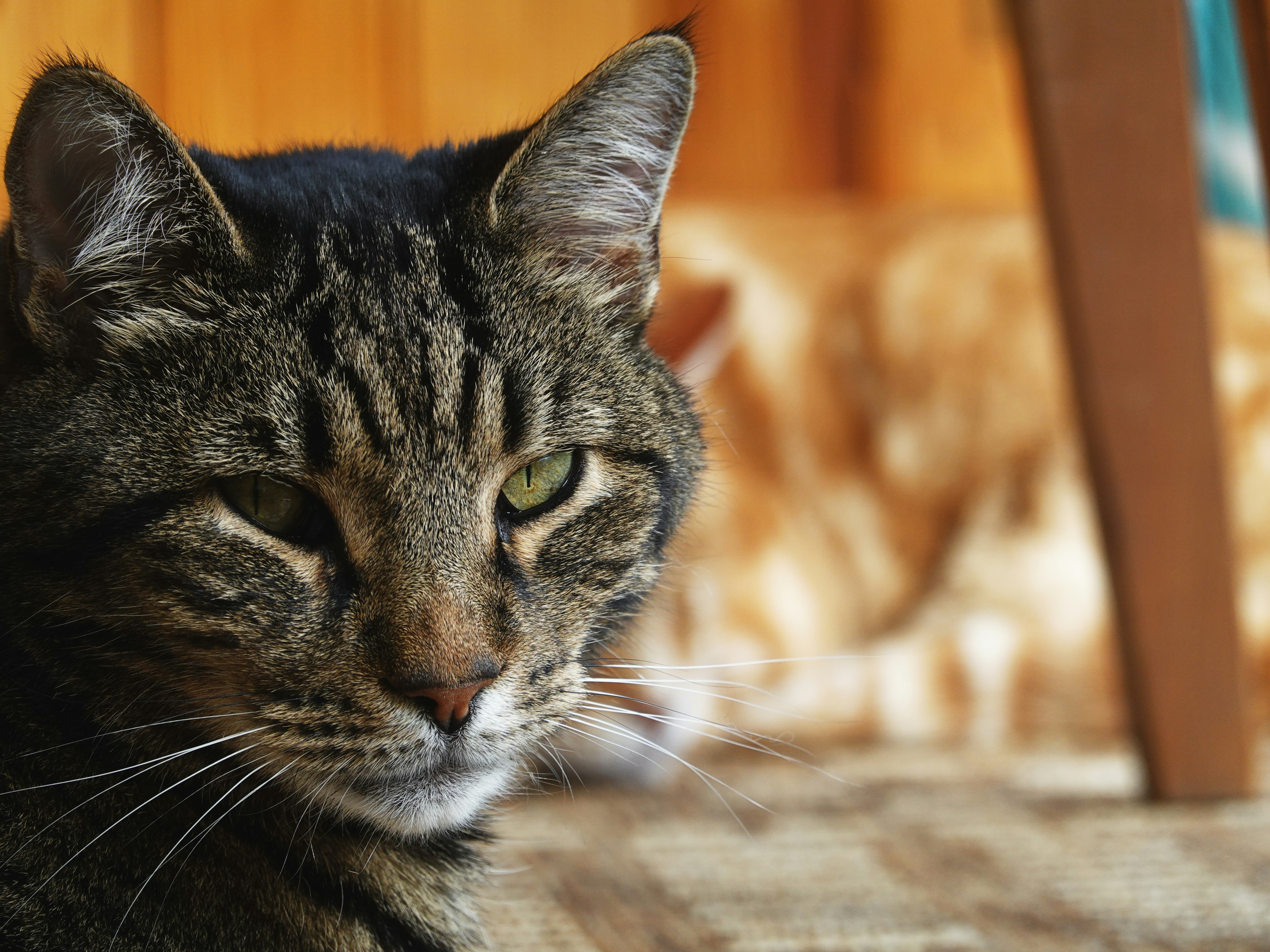 Face-on Focus: A Cat’s Calm Gaze Under Warm Wood Tash