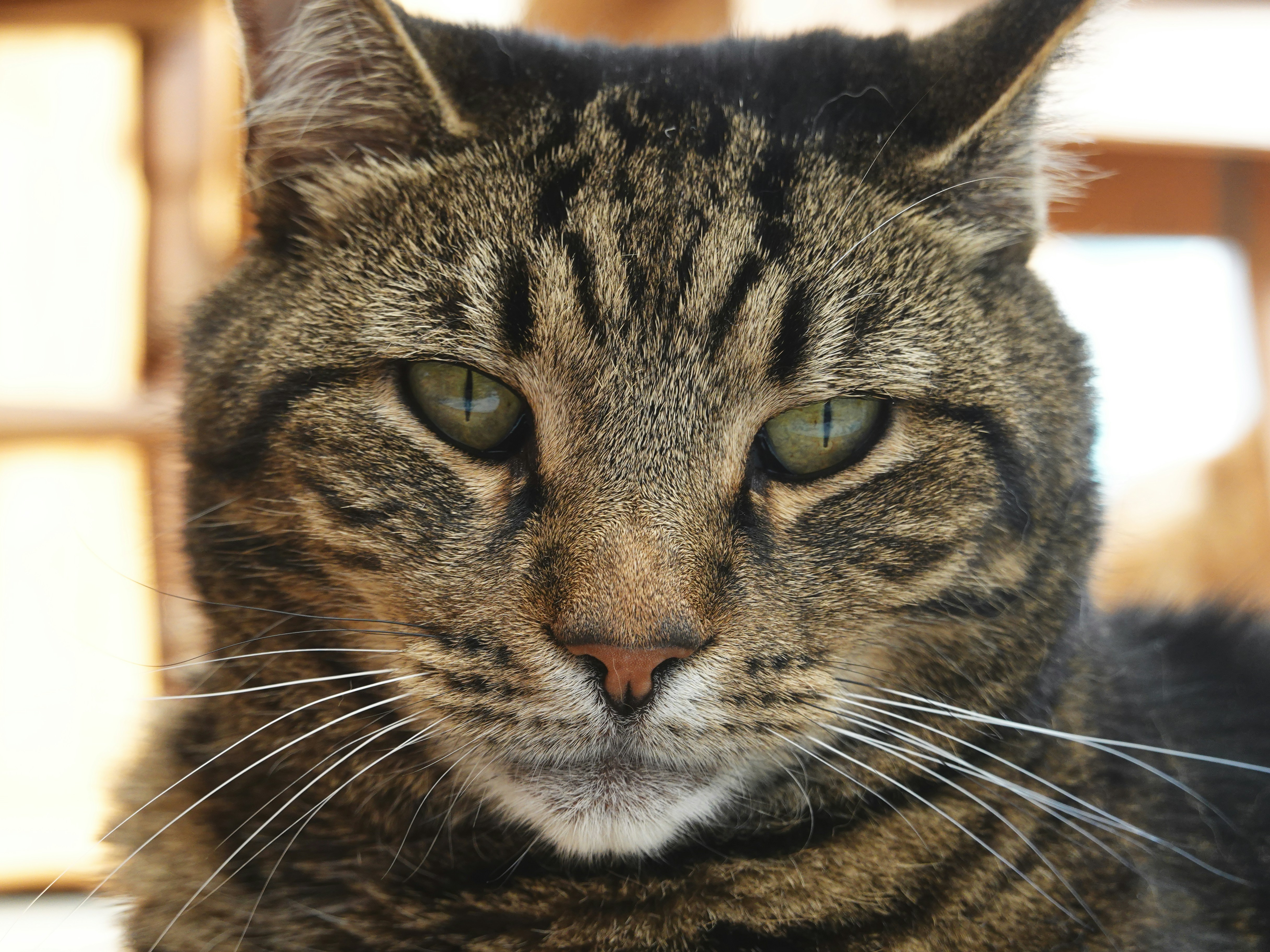 Direct Gaze Across the Fence: A tabby’s Quiet Confidence