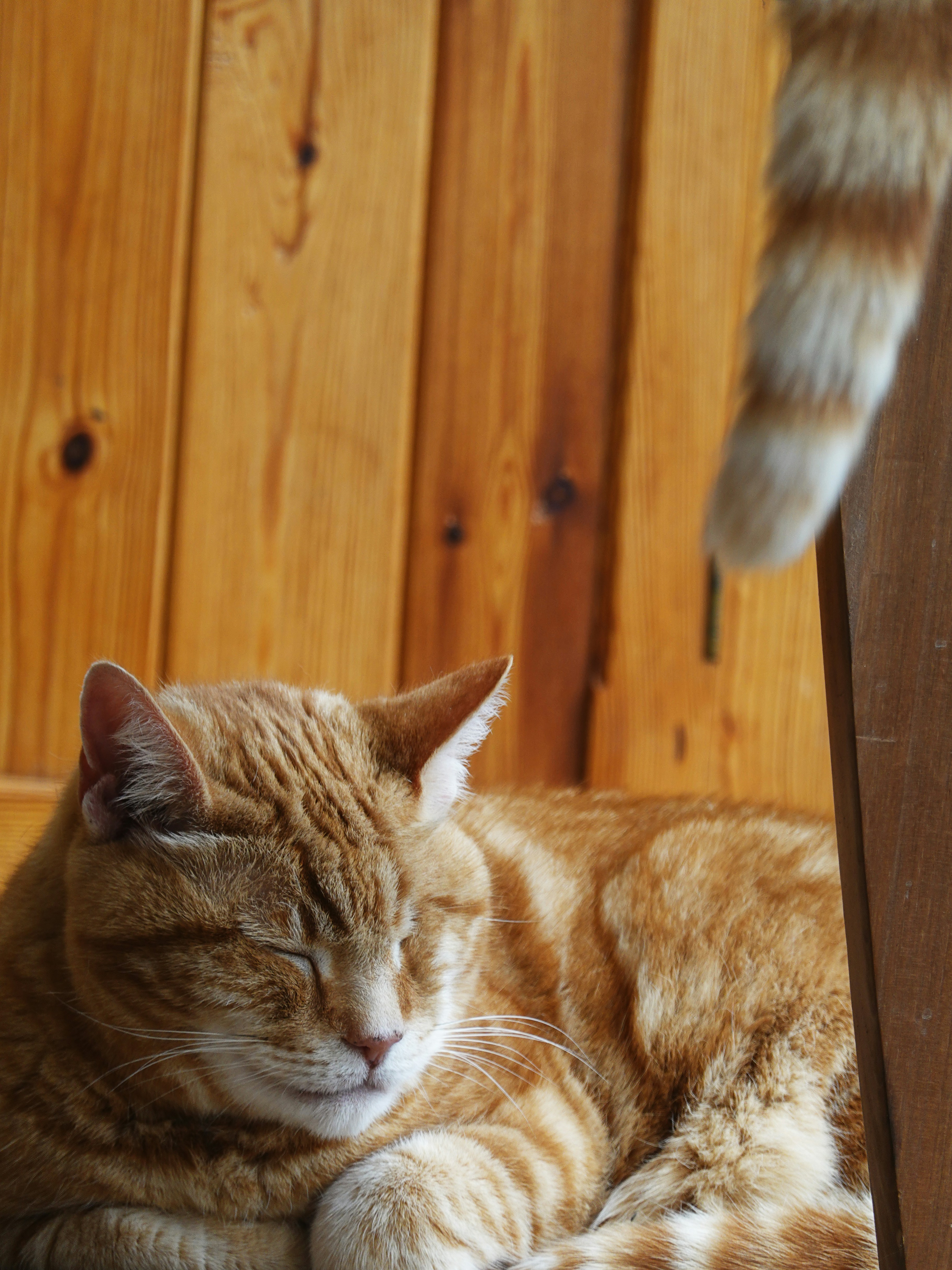 Cat in a Warm Wooden Nook