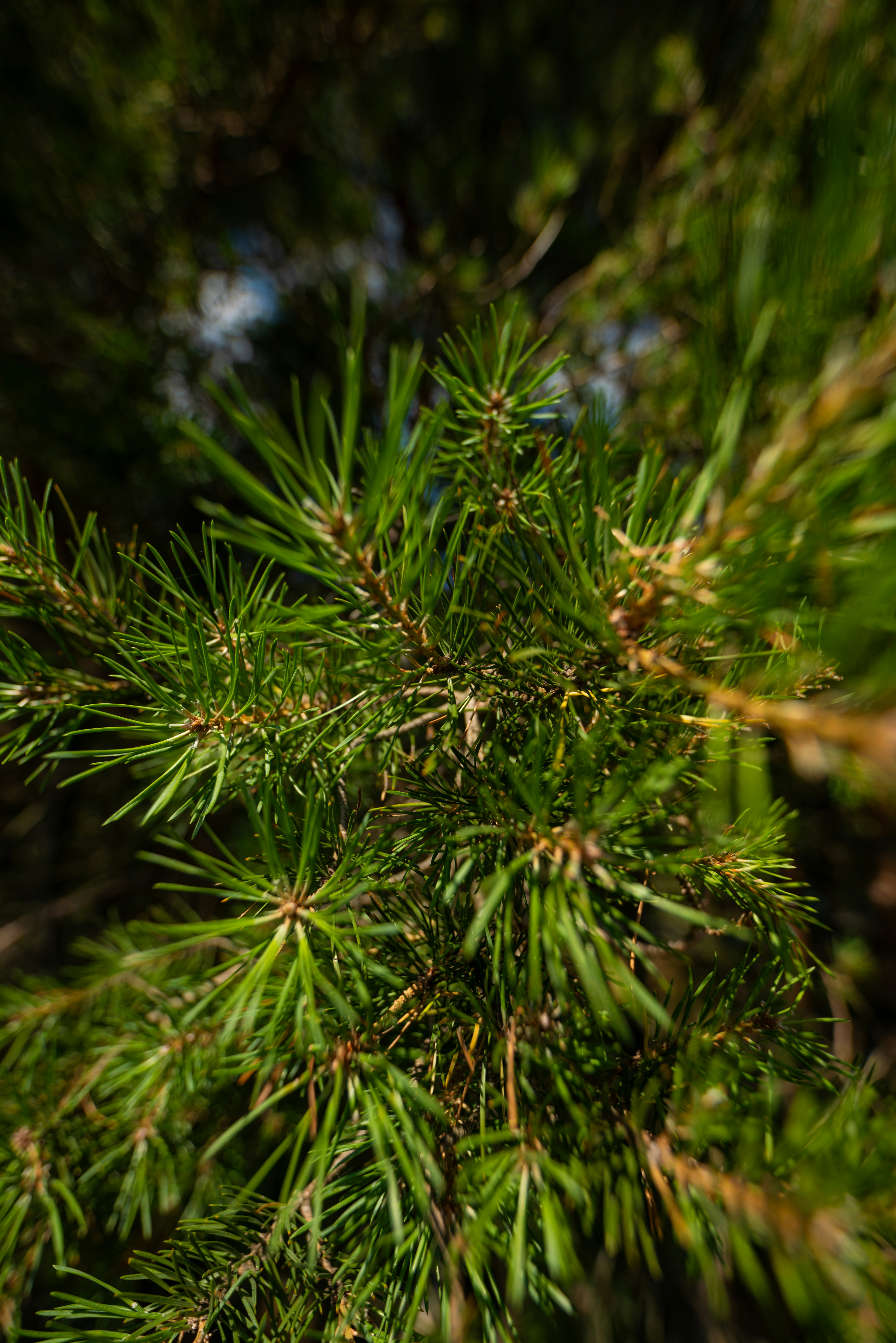 Needleward Glow: Pine Needles Reaching into Forest Light