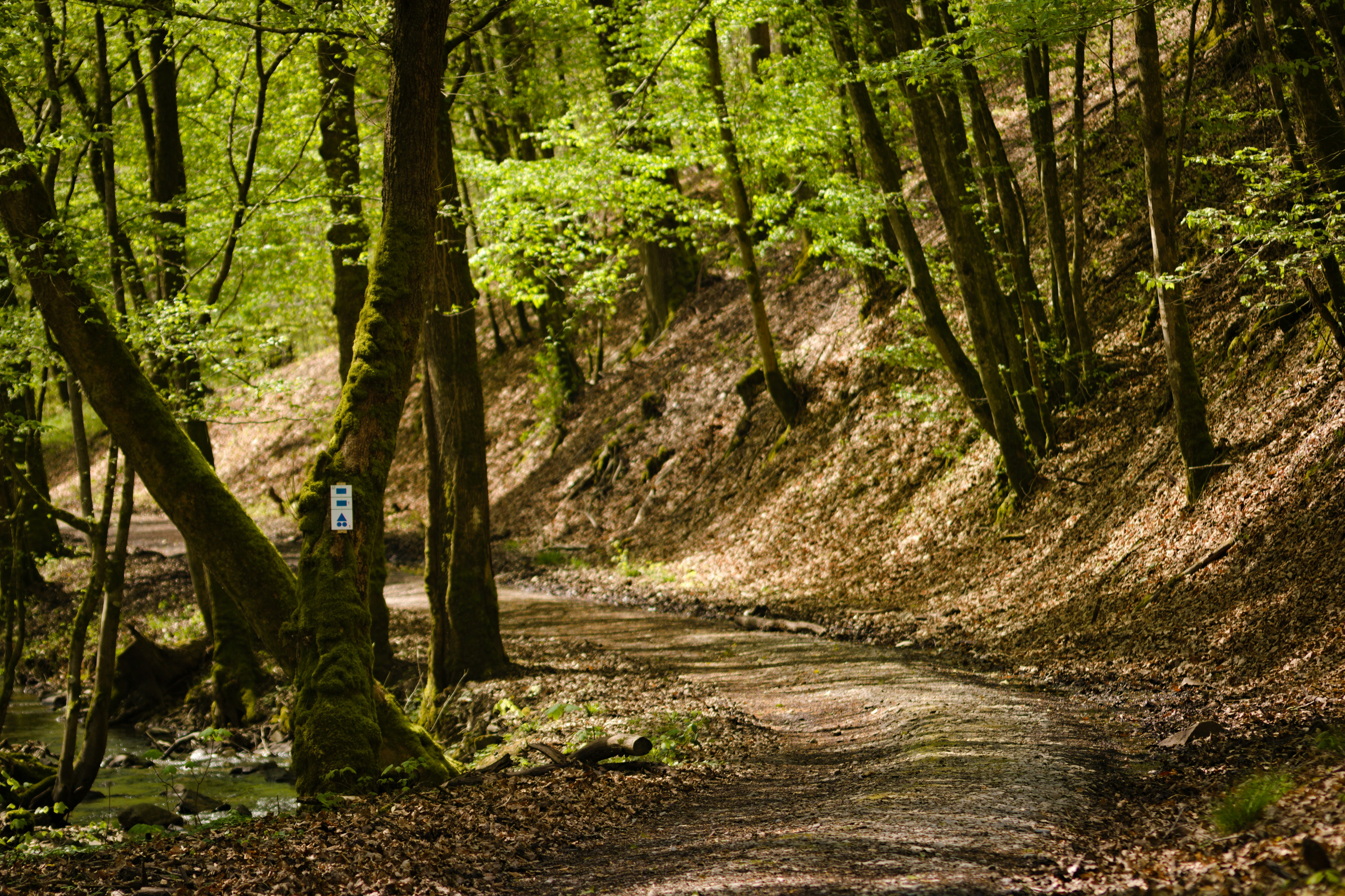 Trail Through Quiet Canopy: Light Threading the Forest Floor