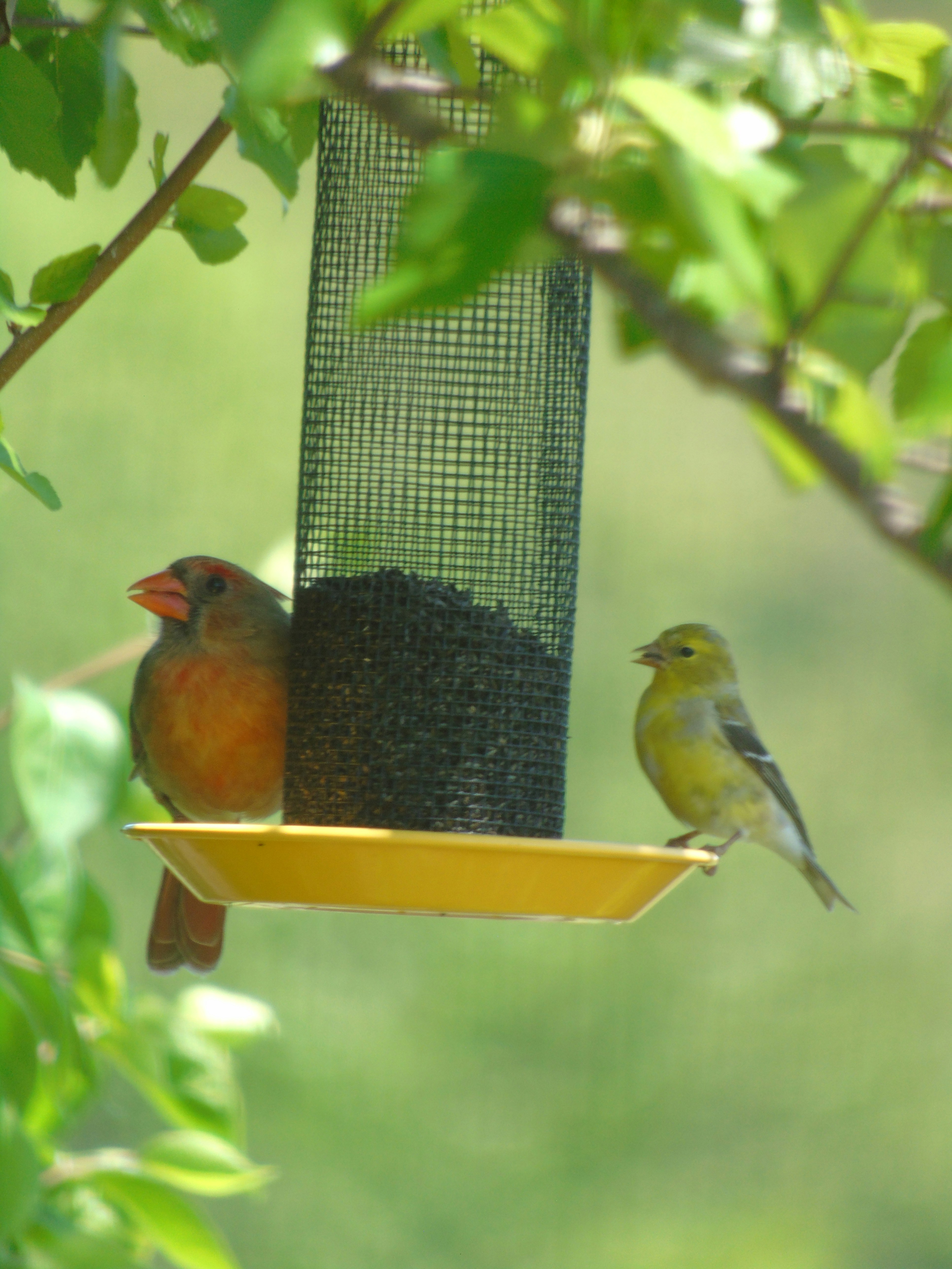 Two Songbirds at a Sunlit Feeder