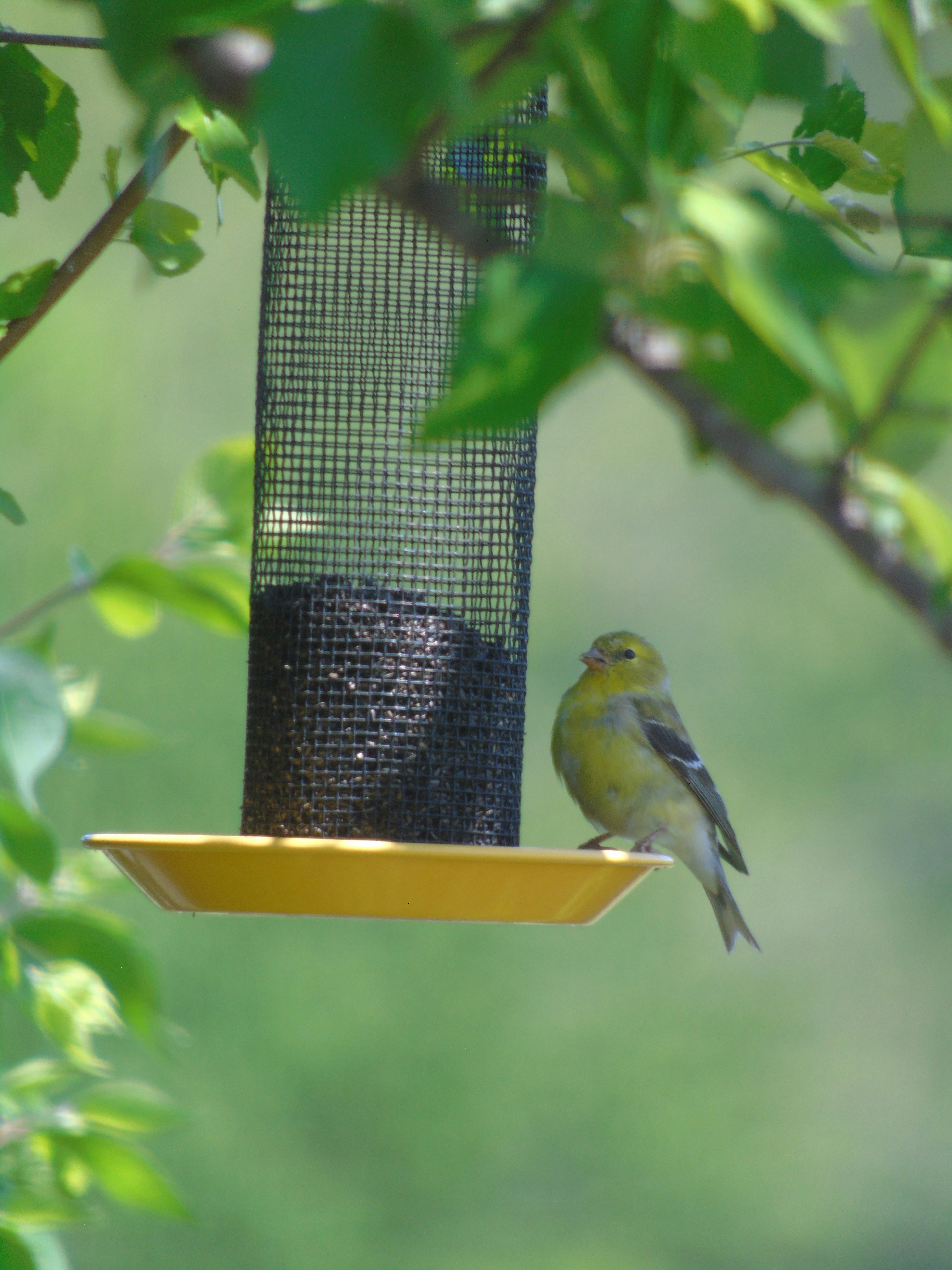 Yellow Warbler at a Seed Tray Haven