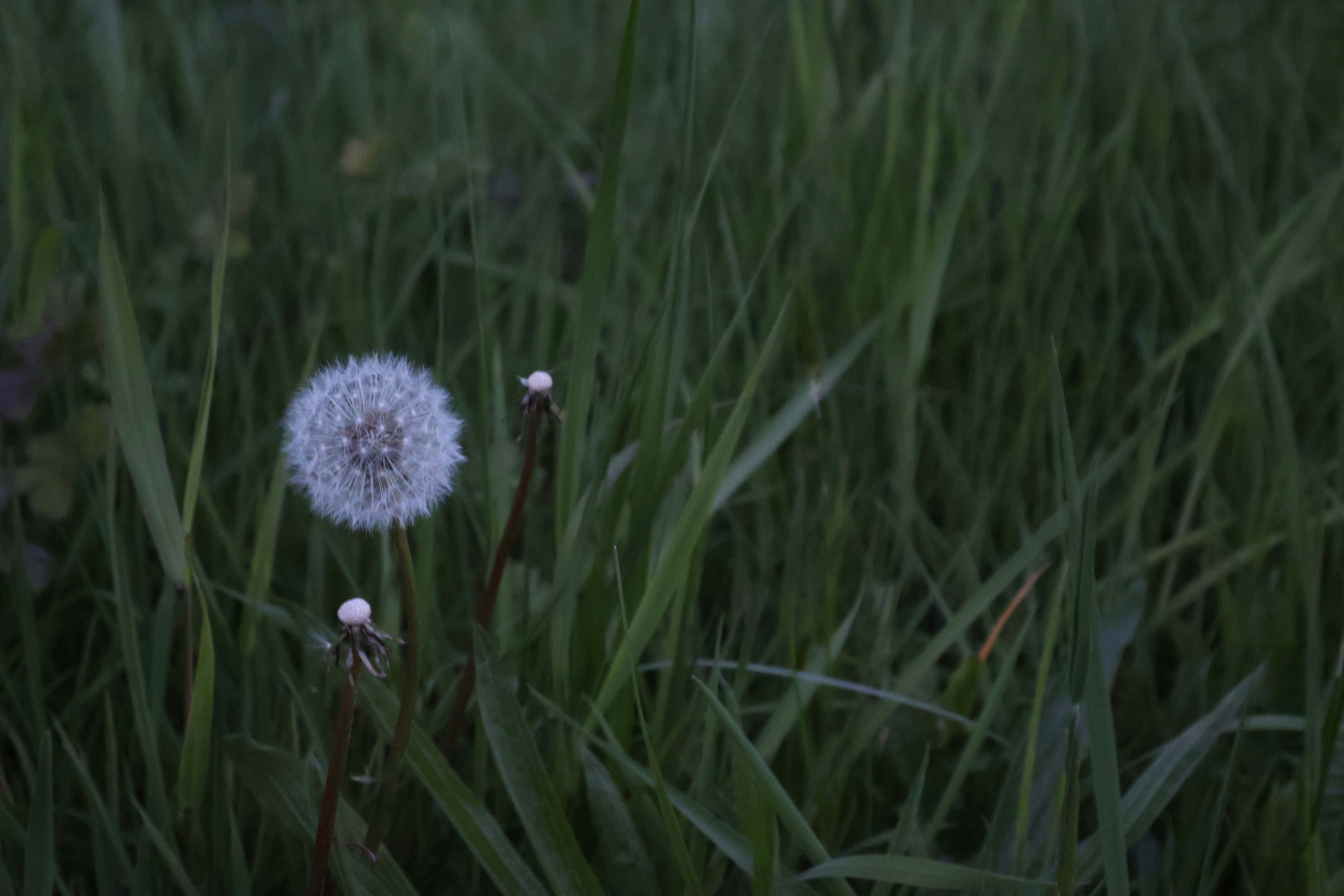 Silent Meadow Dandelions at Dusk