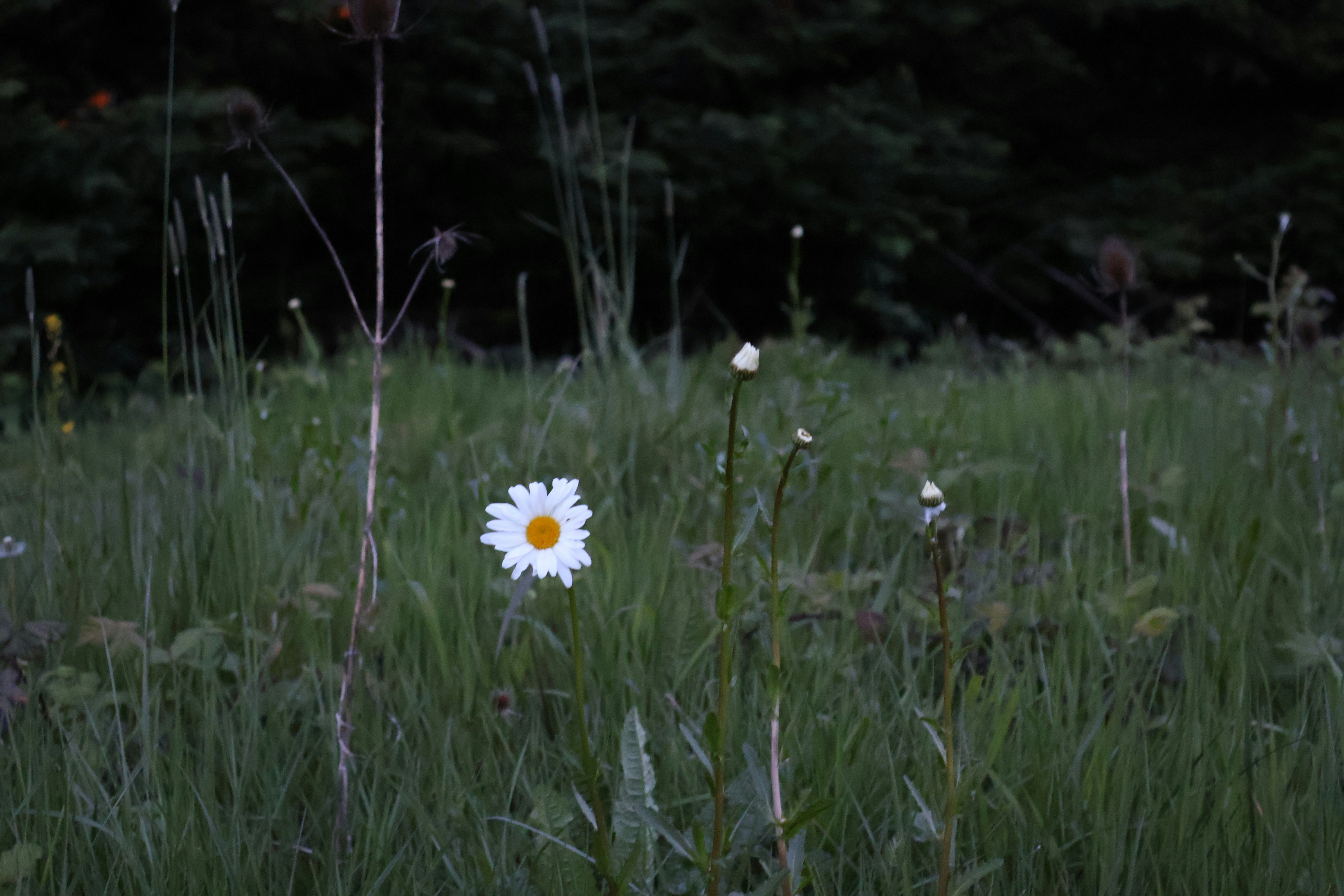Daisy in the Meadow: A Quiet Moment at Dusk
